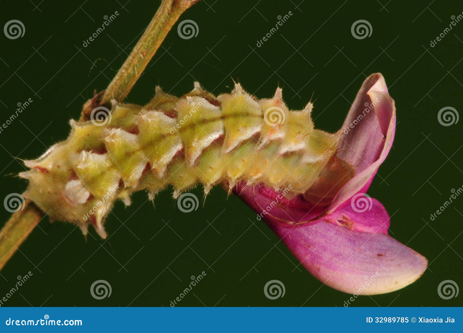Larva of Butterfly, Rapala Caerulea Stock Image - Image of couples ...