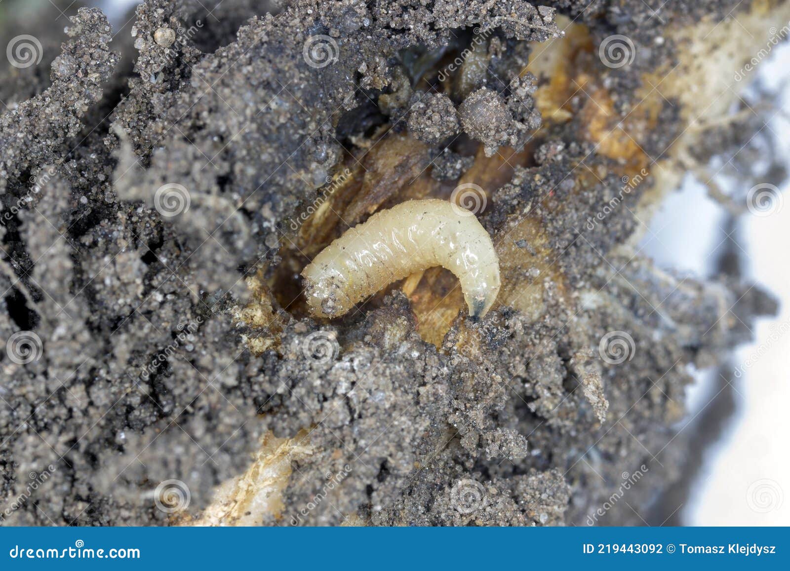 Larva of Cabbage Fly (also Cabbage Root Fly, Root Fly or Turnip Fly ...
