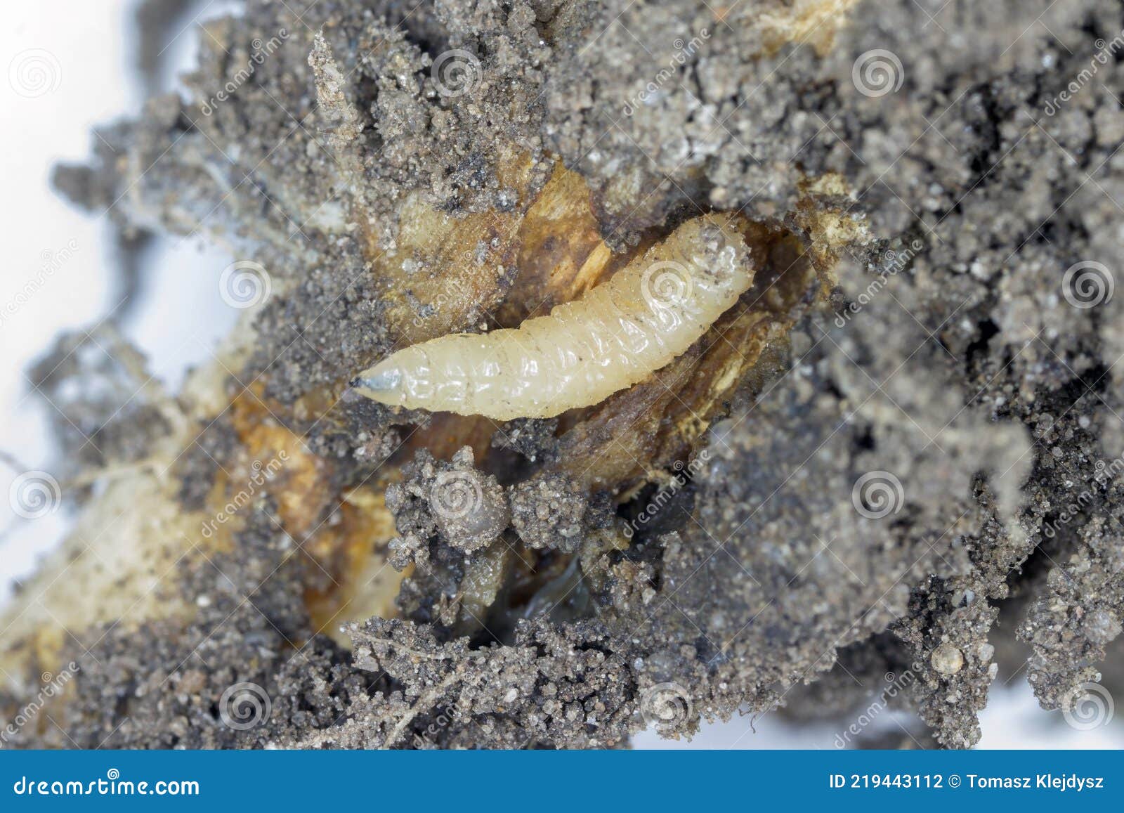 Larva of Cabbage Fly (also Cabbage Root Fly, Root Fly or Turnip Fly ...
