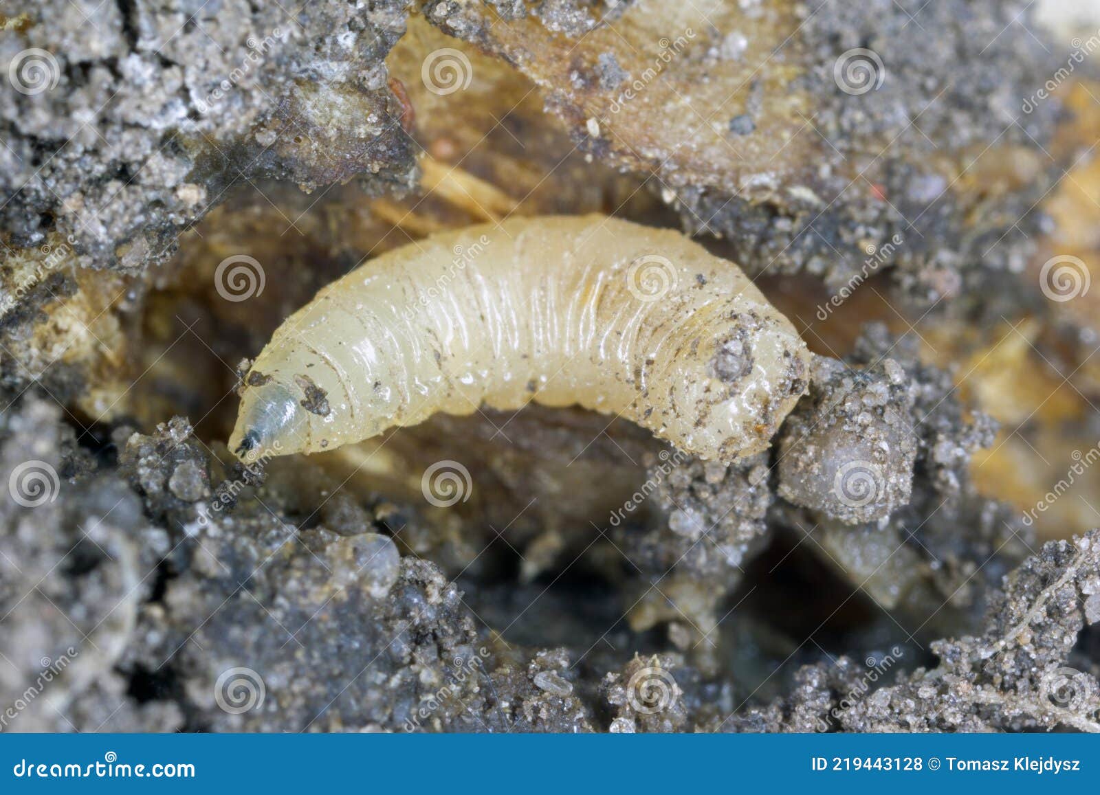 Larva of Cabbage Fly (also Cabbage Root Fly, Root Fly or Turnip Fly ...