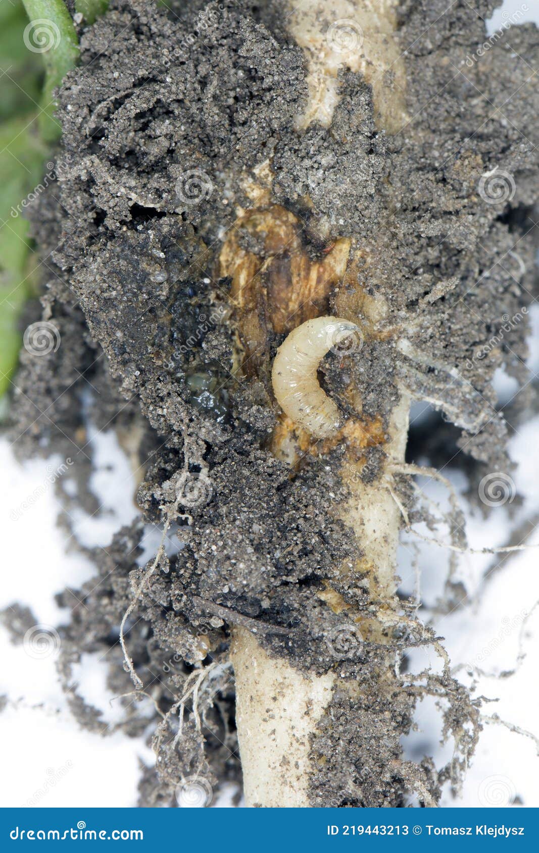 Larva of Cabbage Fly (also Cabbage Root Fly, Root Fly or Turnip Fly ...