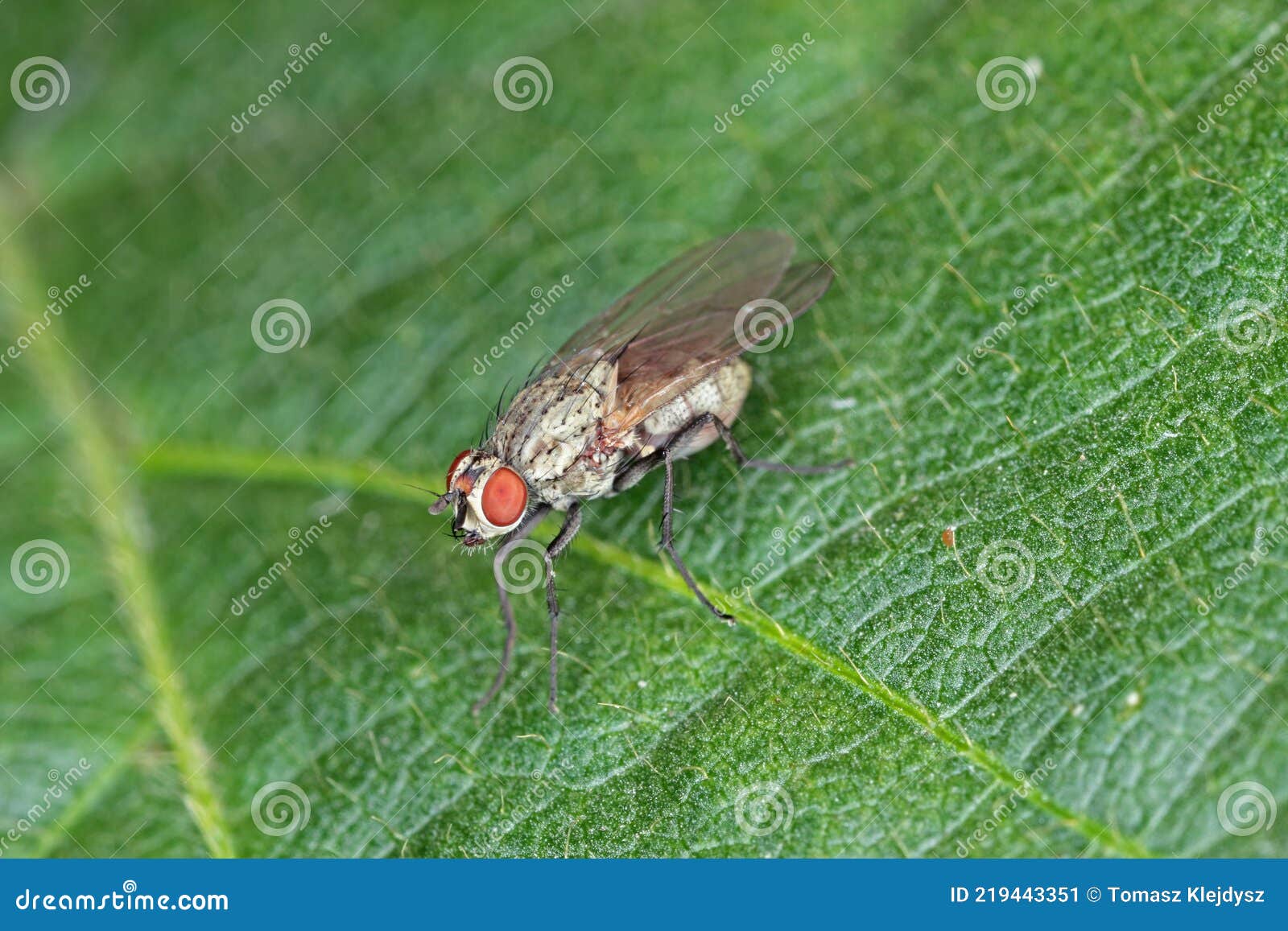 Larva of Cabbage Fly (also Cabbage Root Fly, Root Fly or Turnip Fly ...