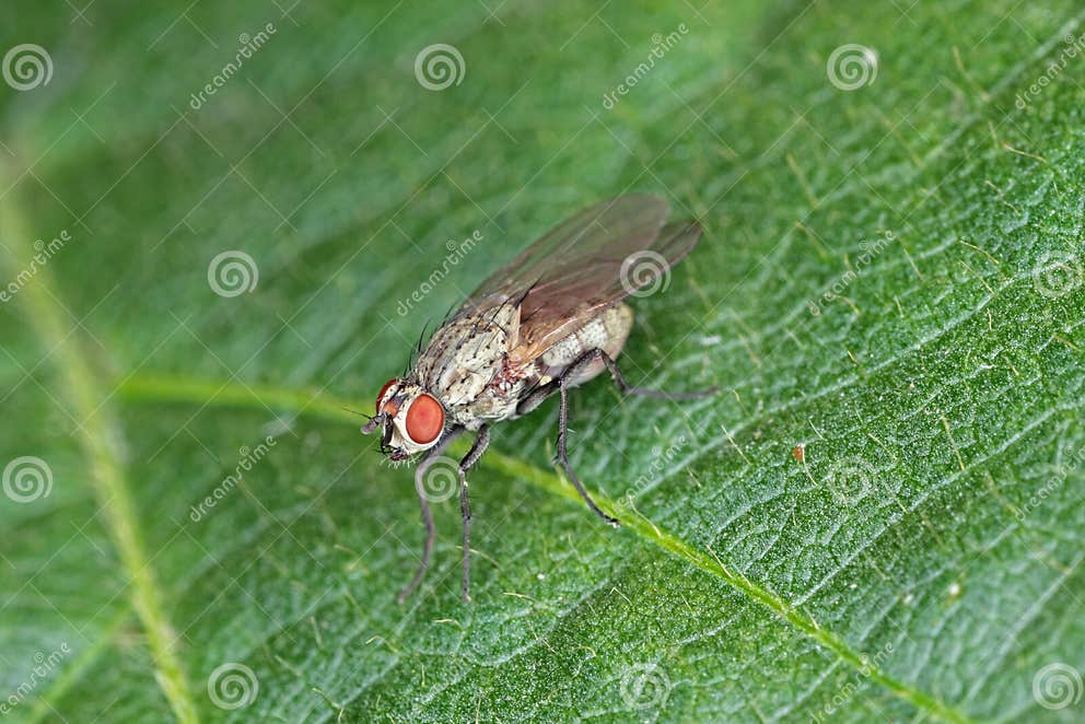 Larva of Cabbage Fly (also Cabbage Root Fly, Root Fly or Turnip Fly ...