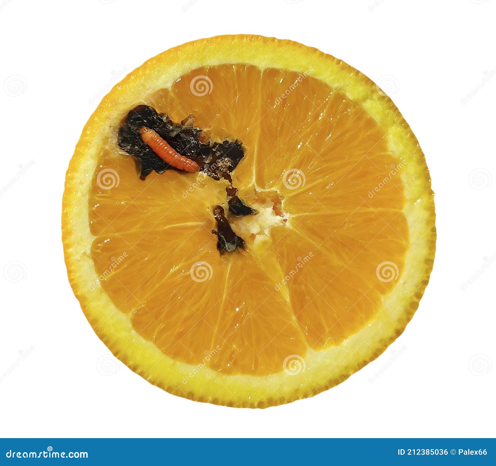 Larva Caterpillar of False Codling Moth Stock Photo - Image of africa ...