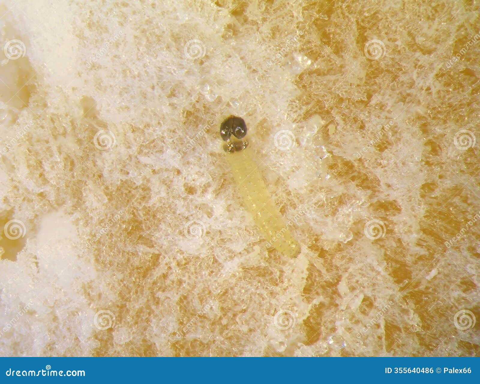 Larva (caterpillar) of False Codling Moth, Thaumatotibia Leucotreta on ...