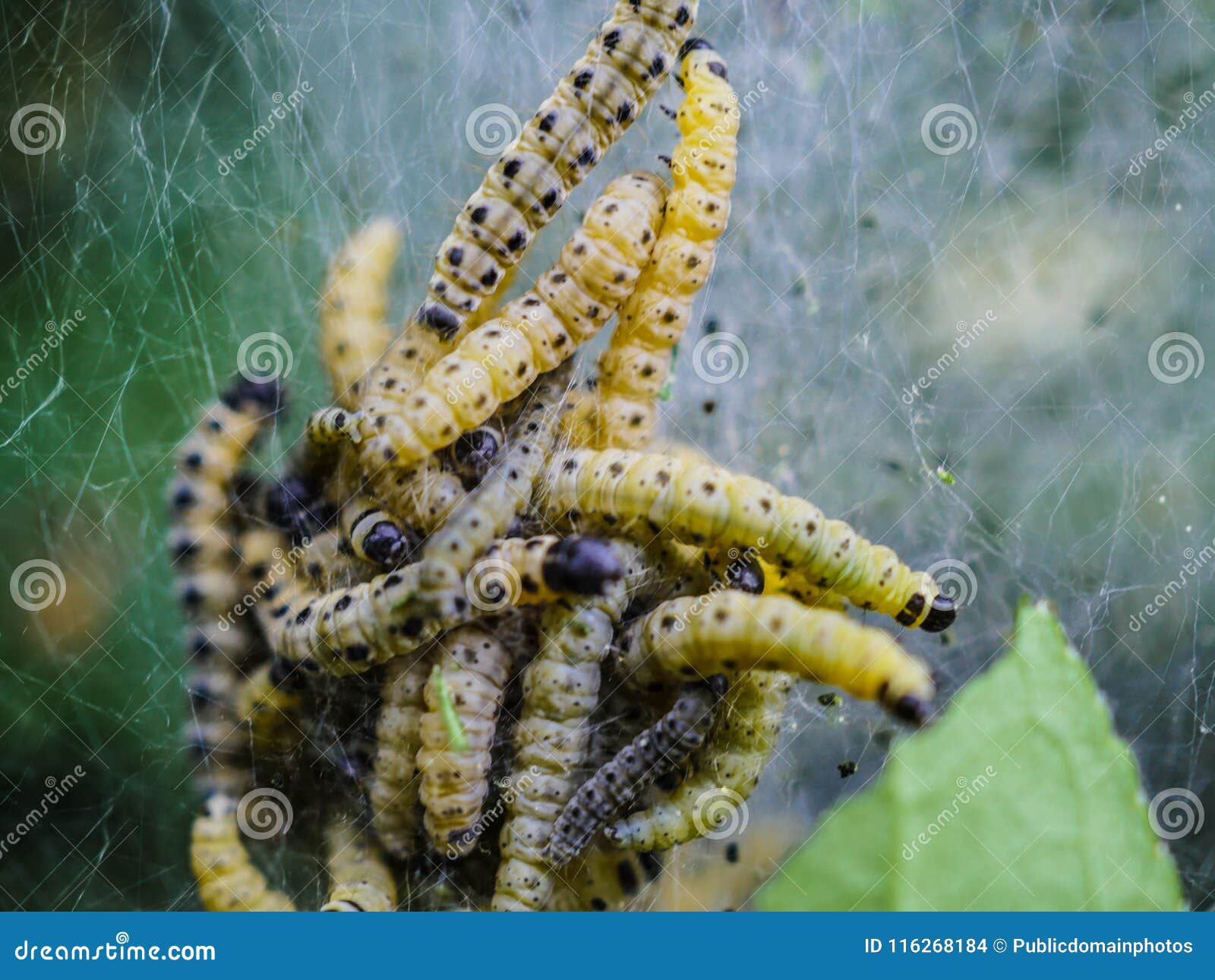 Larva, Caterpillar, Invertebrado, Inseto Imagem. Imagem: 116268184