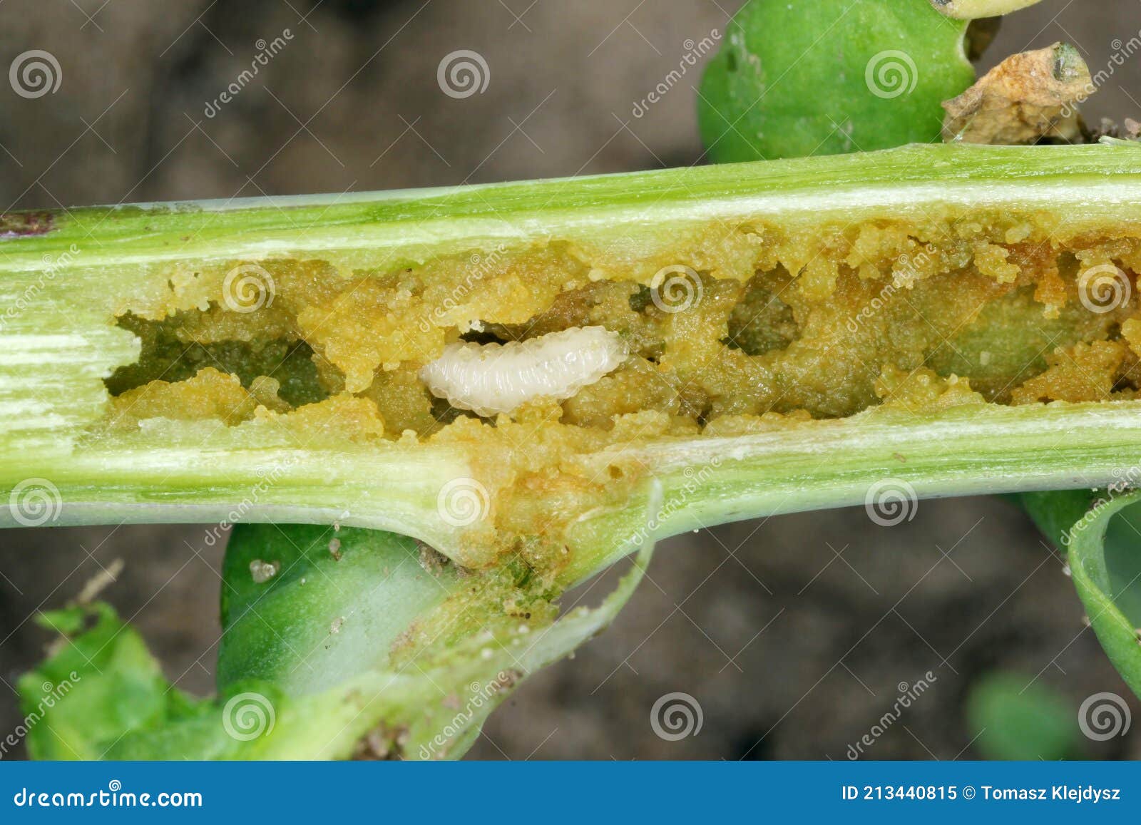 Larvae Of Ceutorhynchus Pallidactylus Formerly Quadridens Cabbage Stem ...