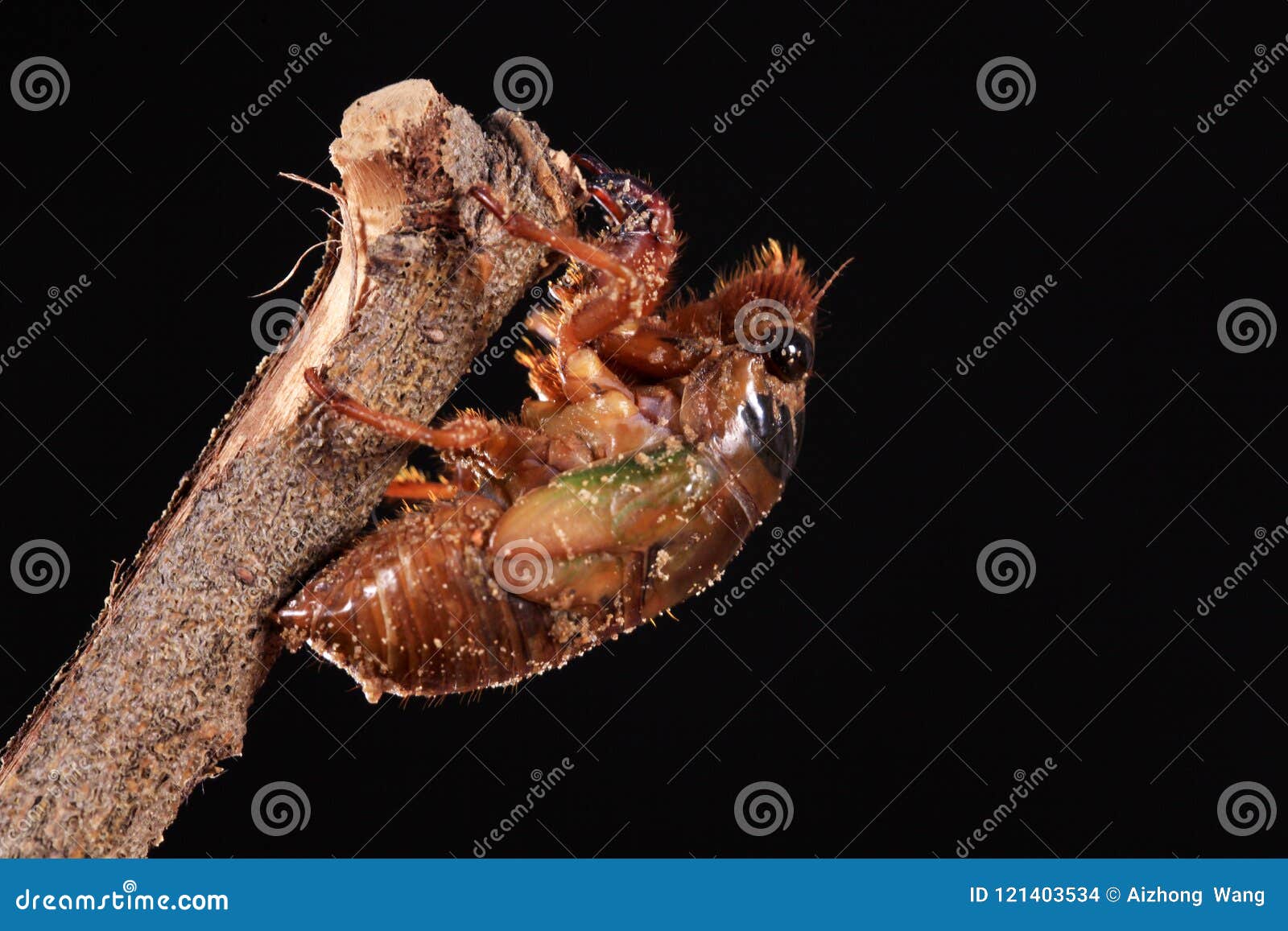 Cicada larva stock photo. Image of nature, night, cycle - 121403534