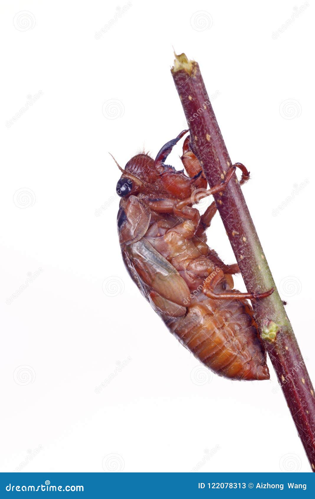 Cicada larva stock image. Image of macro, environment - 122078313