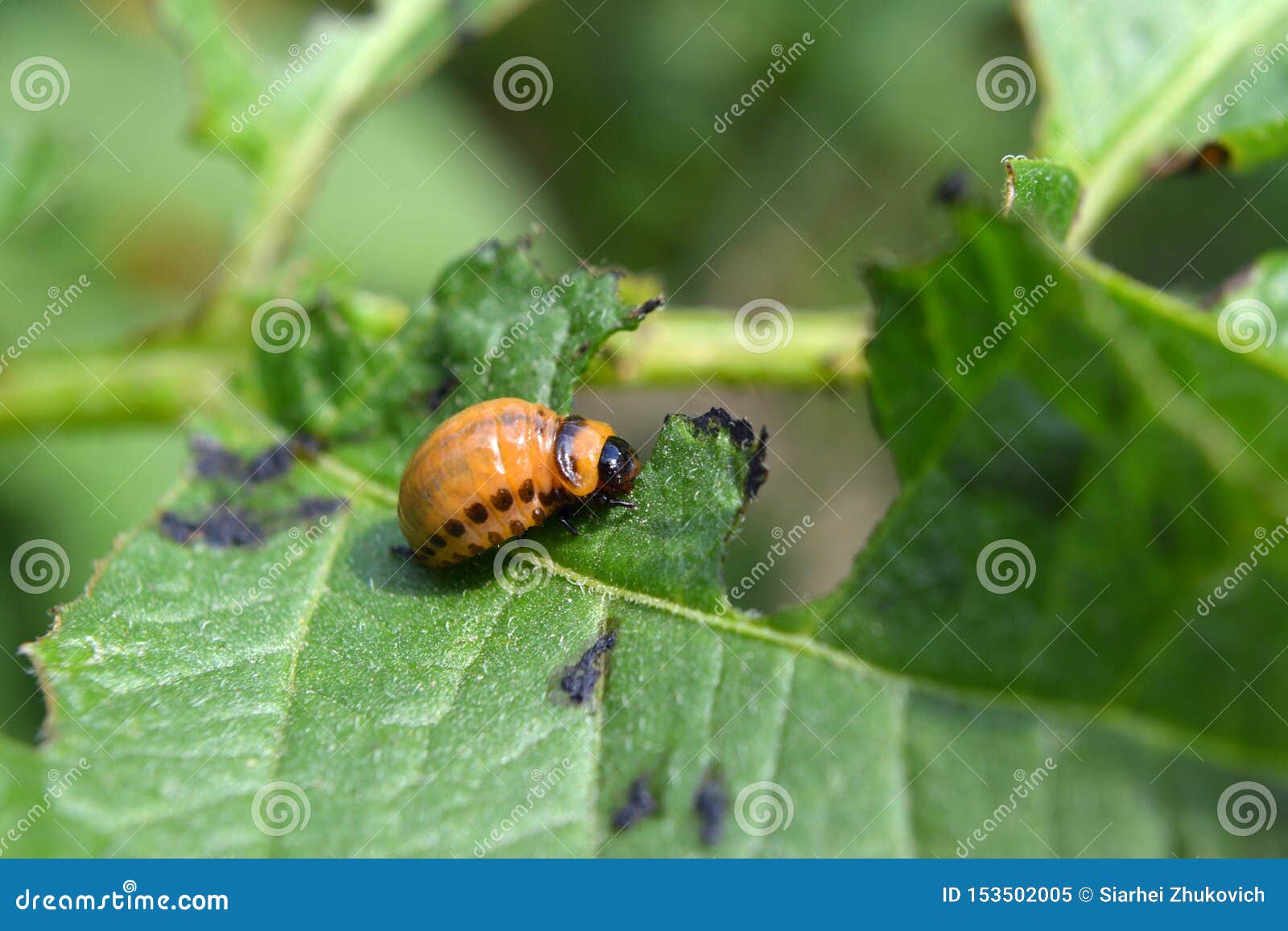 Larva of Colorado Potato Beetle on Green Potato Leaf. Stock Image ...