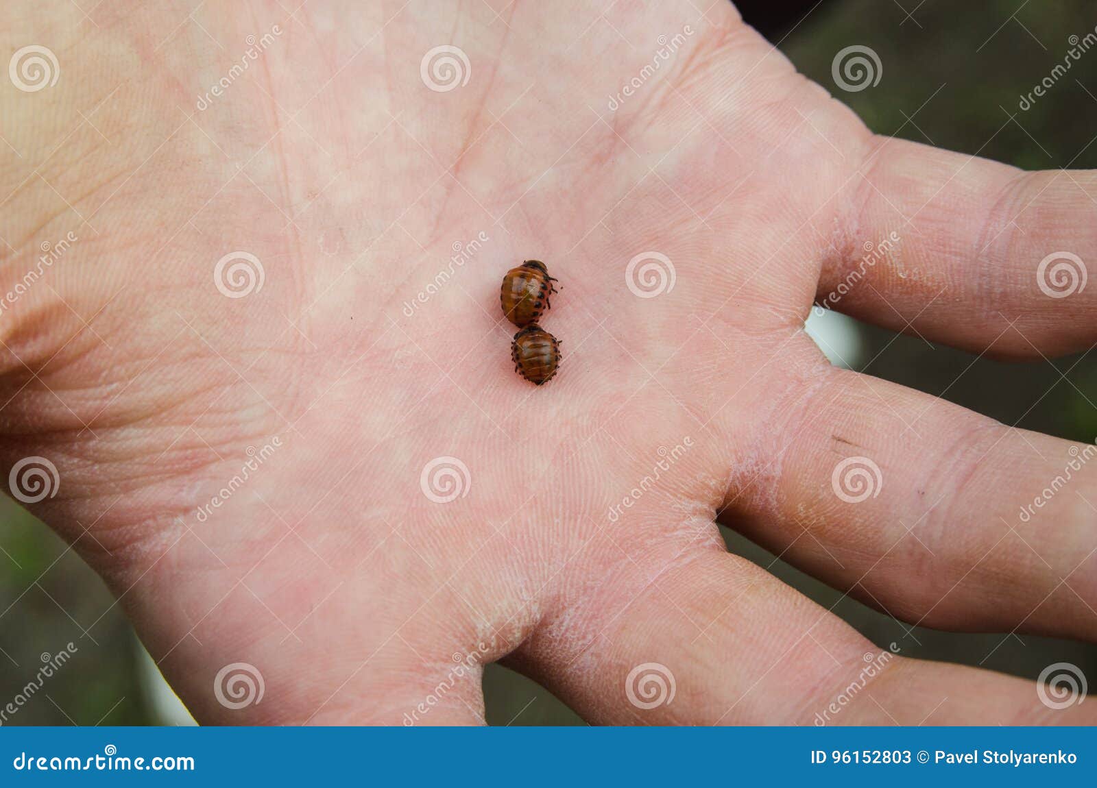 Larva Colorado Potato Beetle on a Hand Stock Image - Image of meal ...