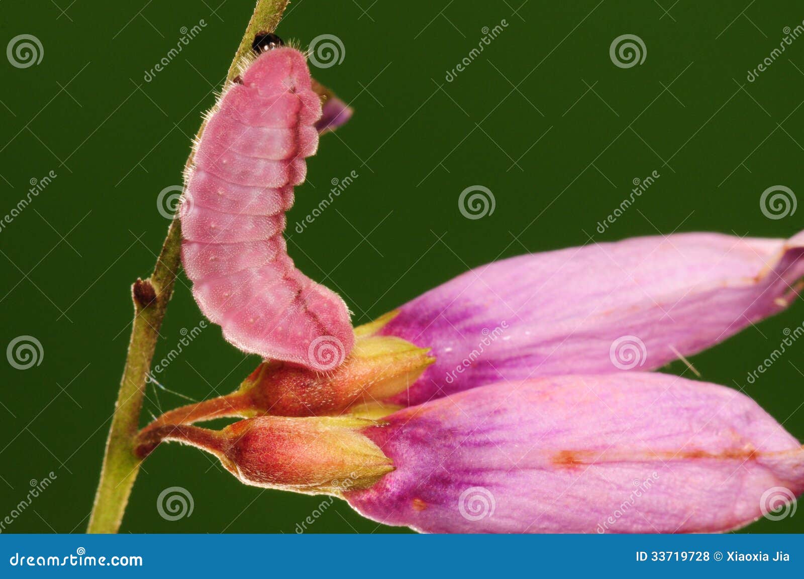 Larva Da Borboleta, Argiolus De Celastrina Foto de Stock - Imagem de ...