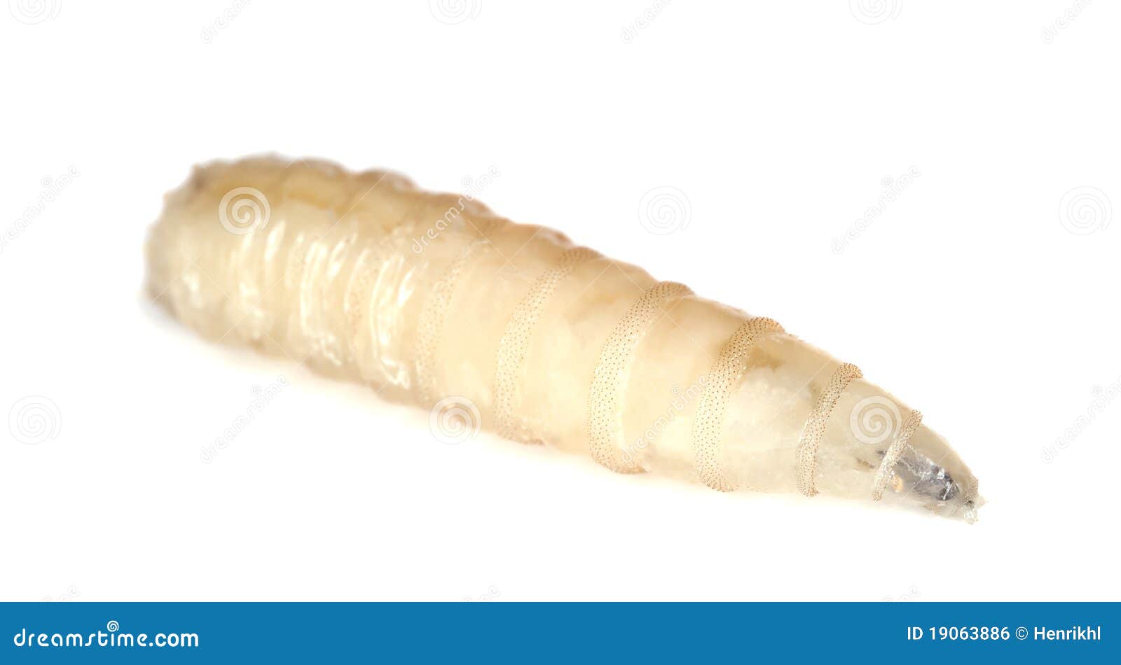 Larva Da Mosca Usada Para a Pesca Foto de Stock - Imagem de sobre ...