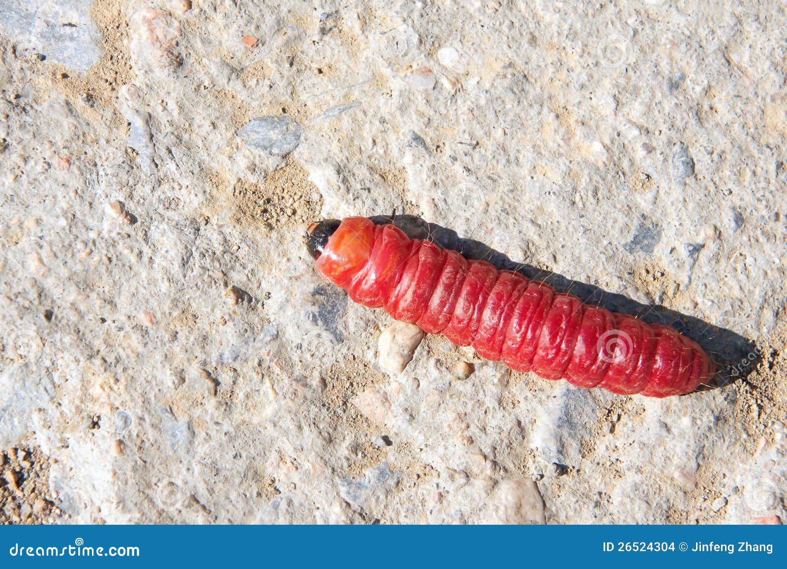 Larva De Insecto Roja Imagenes de archivo - Imagen: 26524304