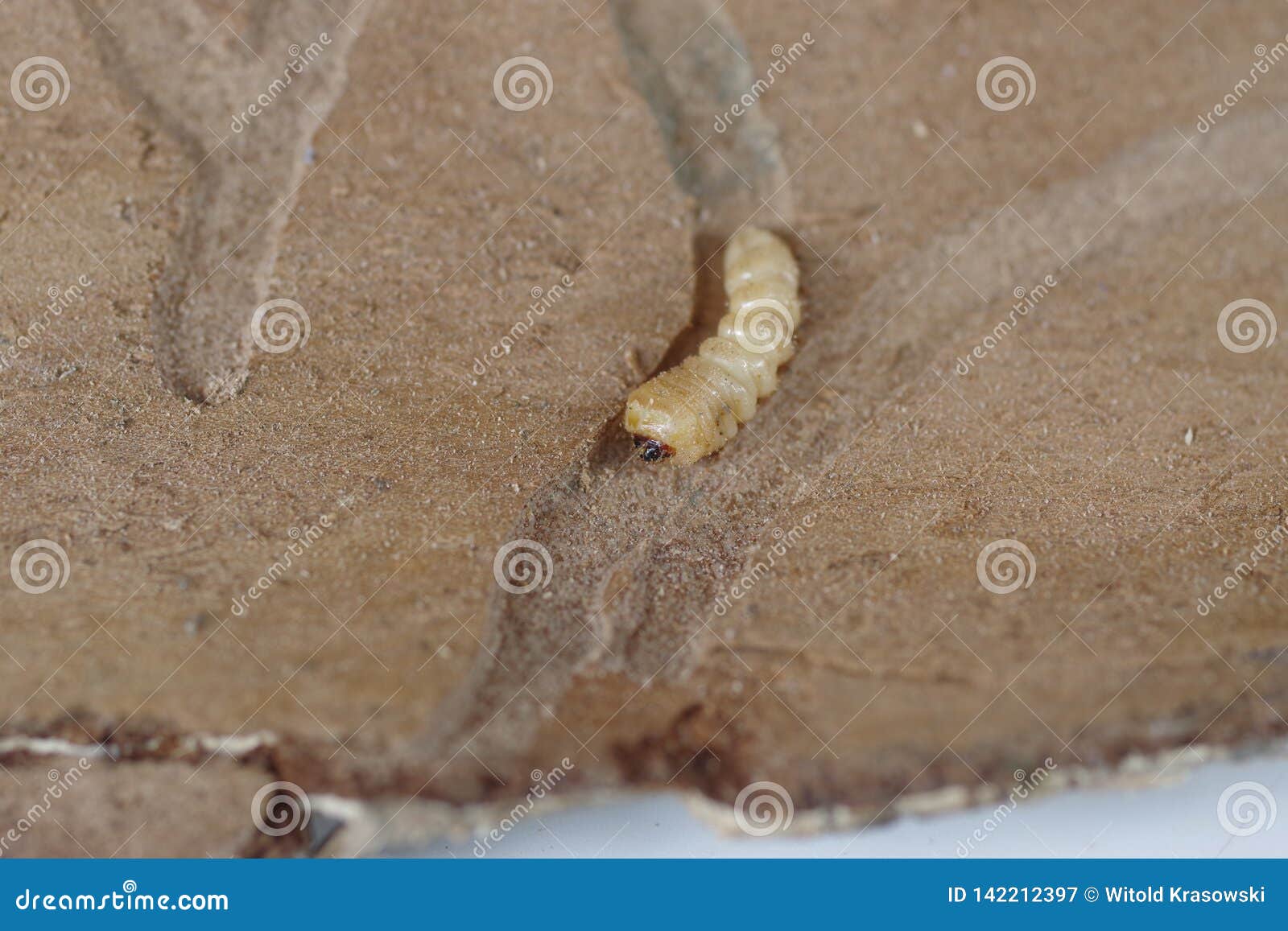 Larva de la carcoma imagen de archivo. Imagen de bicho - 142212397