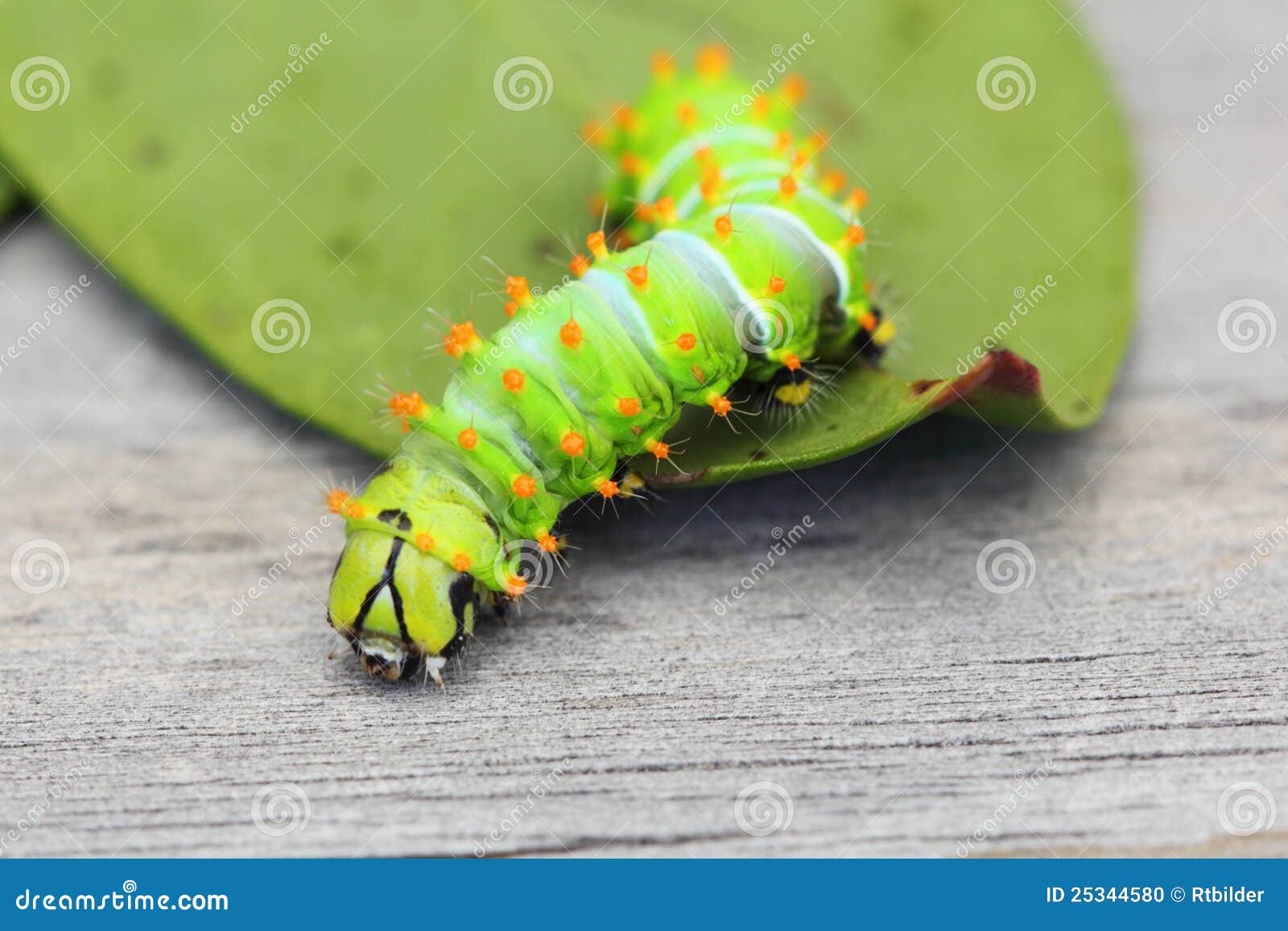 Larva de la mariposa foto de archivo. Imagen de verde - 25344580