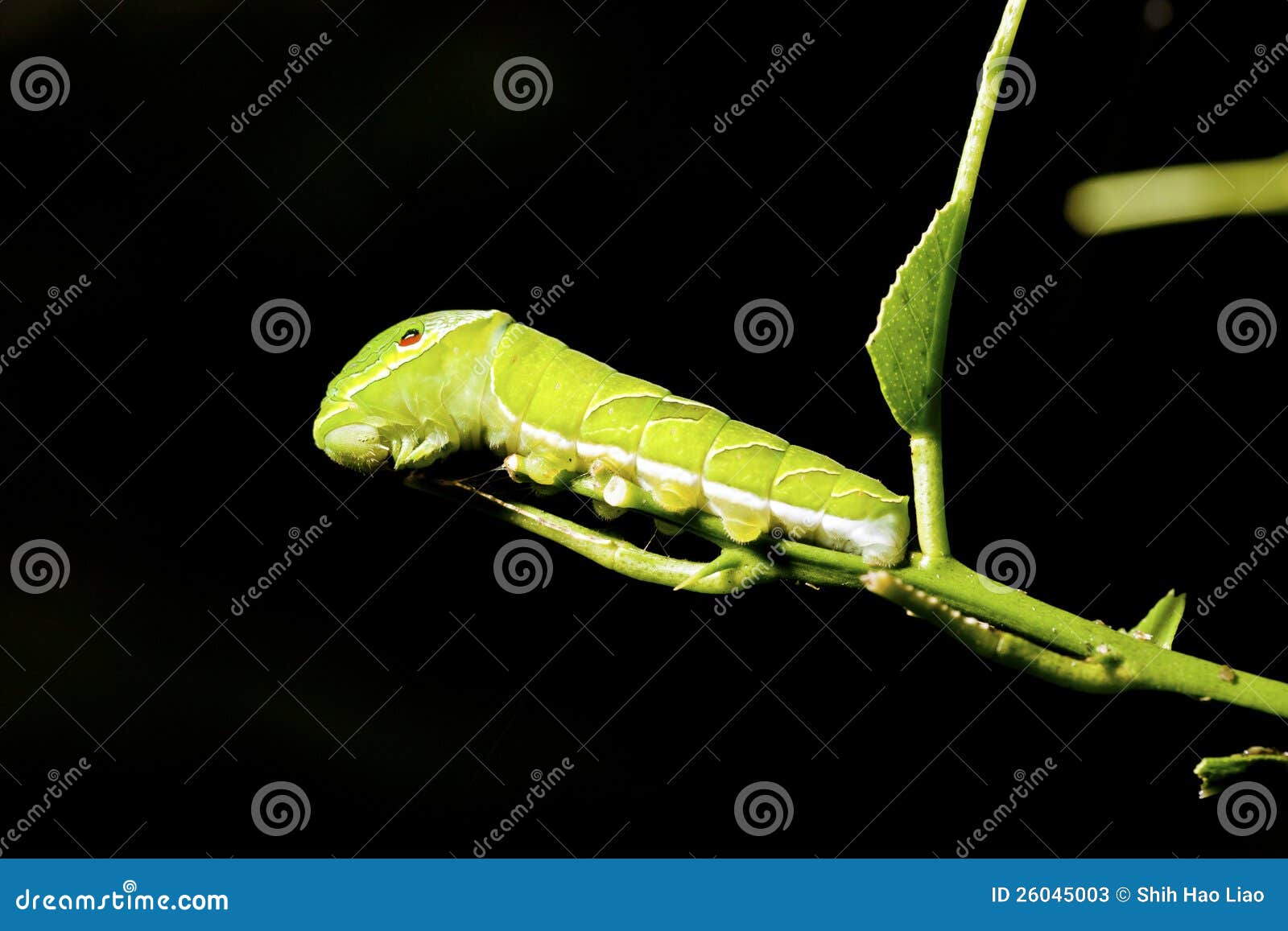 Larva de la mariposa imagen de archivo. Imagen de detalle - 26045003