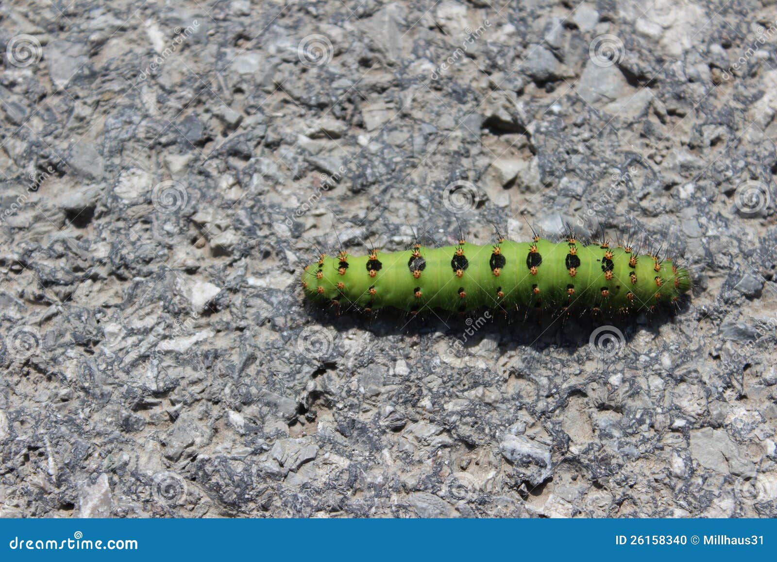 Larva de la mariposa foto de archivo. Imagen de invertebrado - 26158340