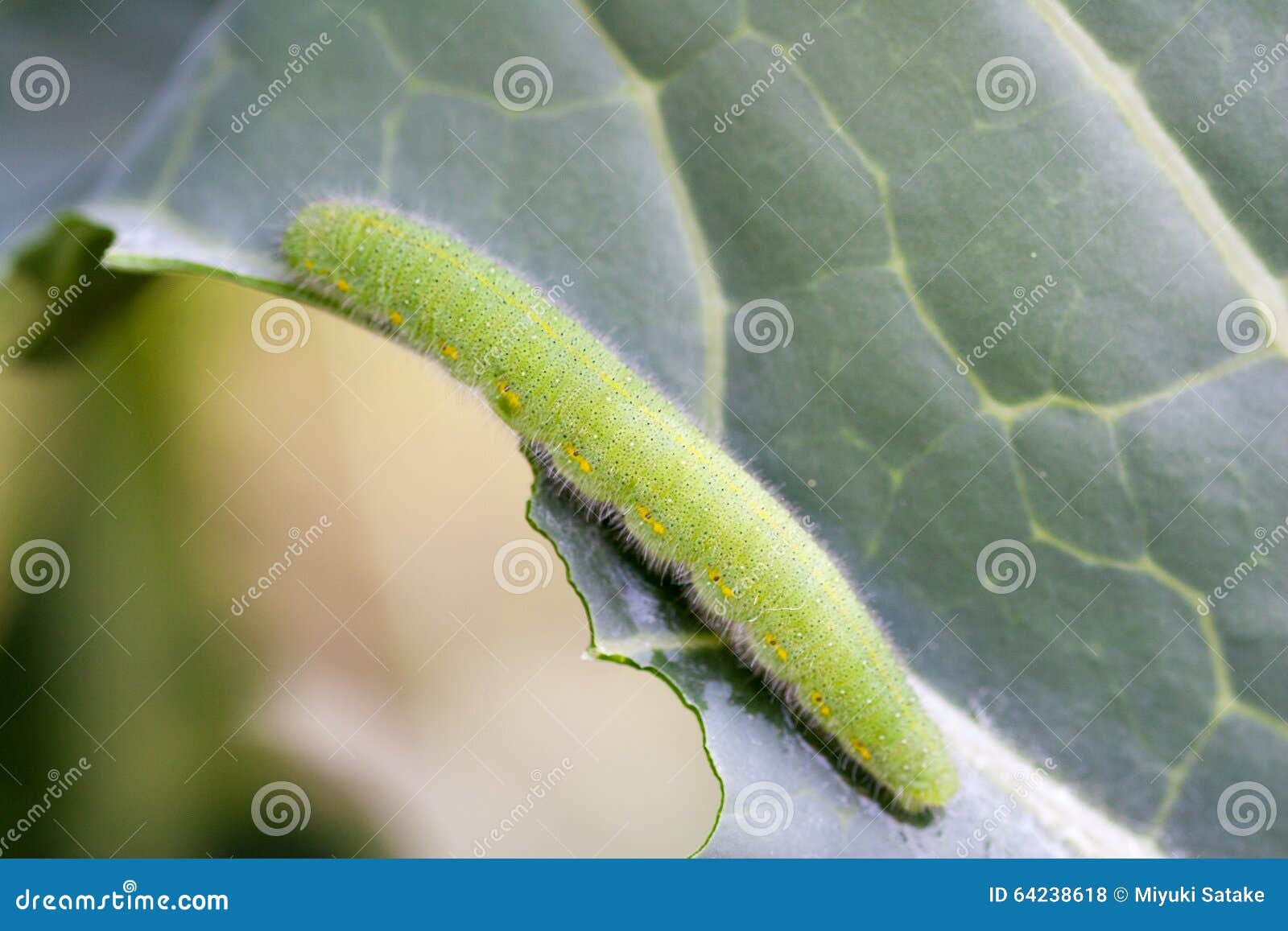 Larva de la mariposa foto de archivo. Imagen de fauna - 64238618