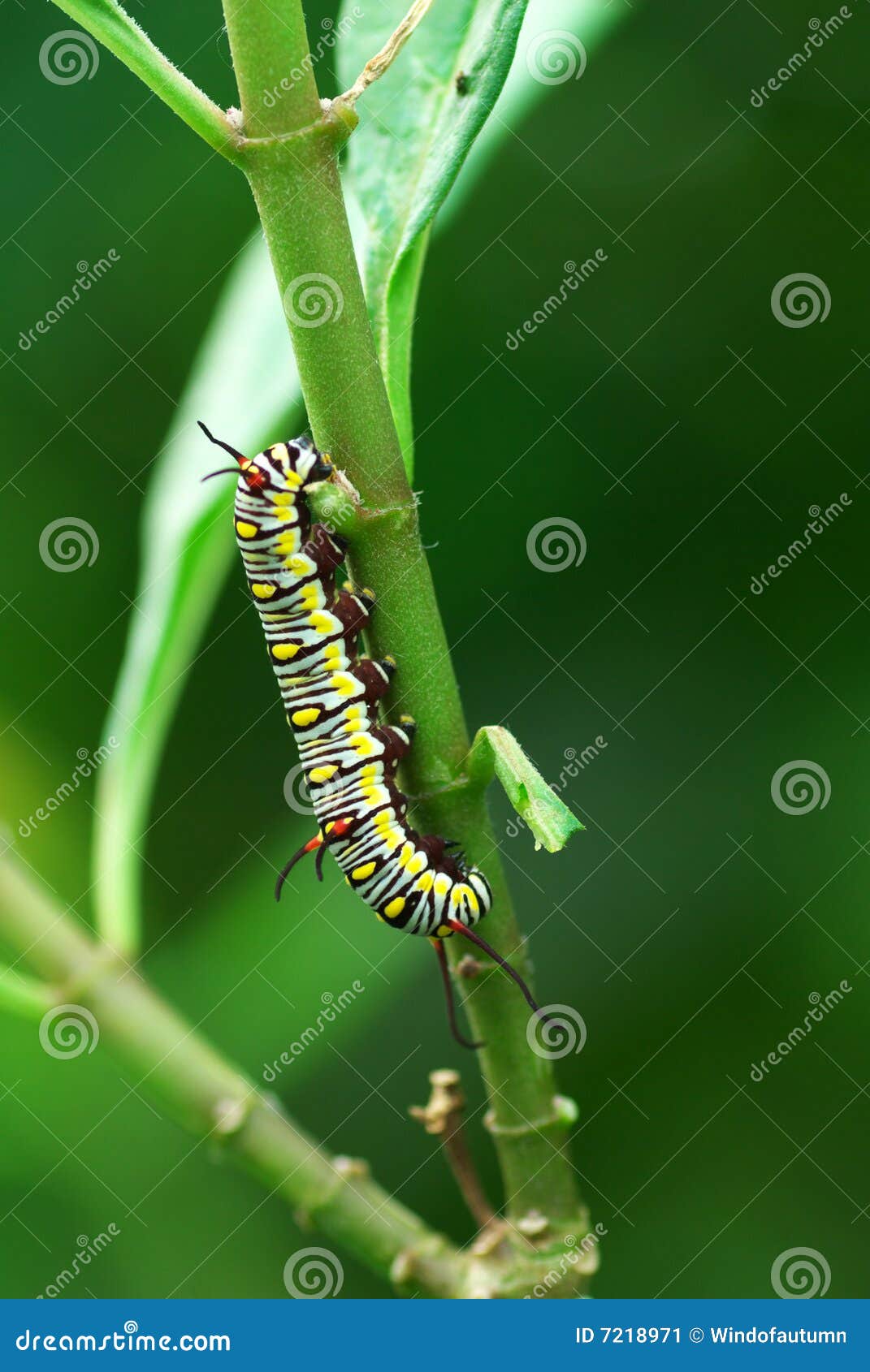 Larva de la mariposa imagen de archivo. Imagen de travieso - 7218971