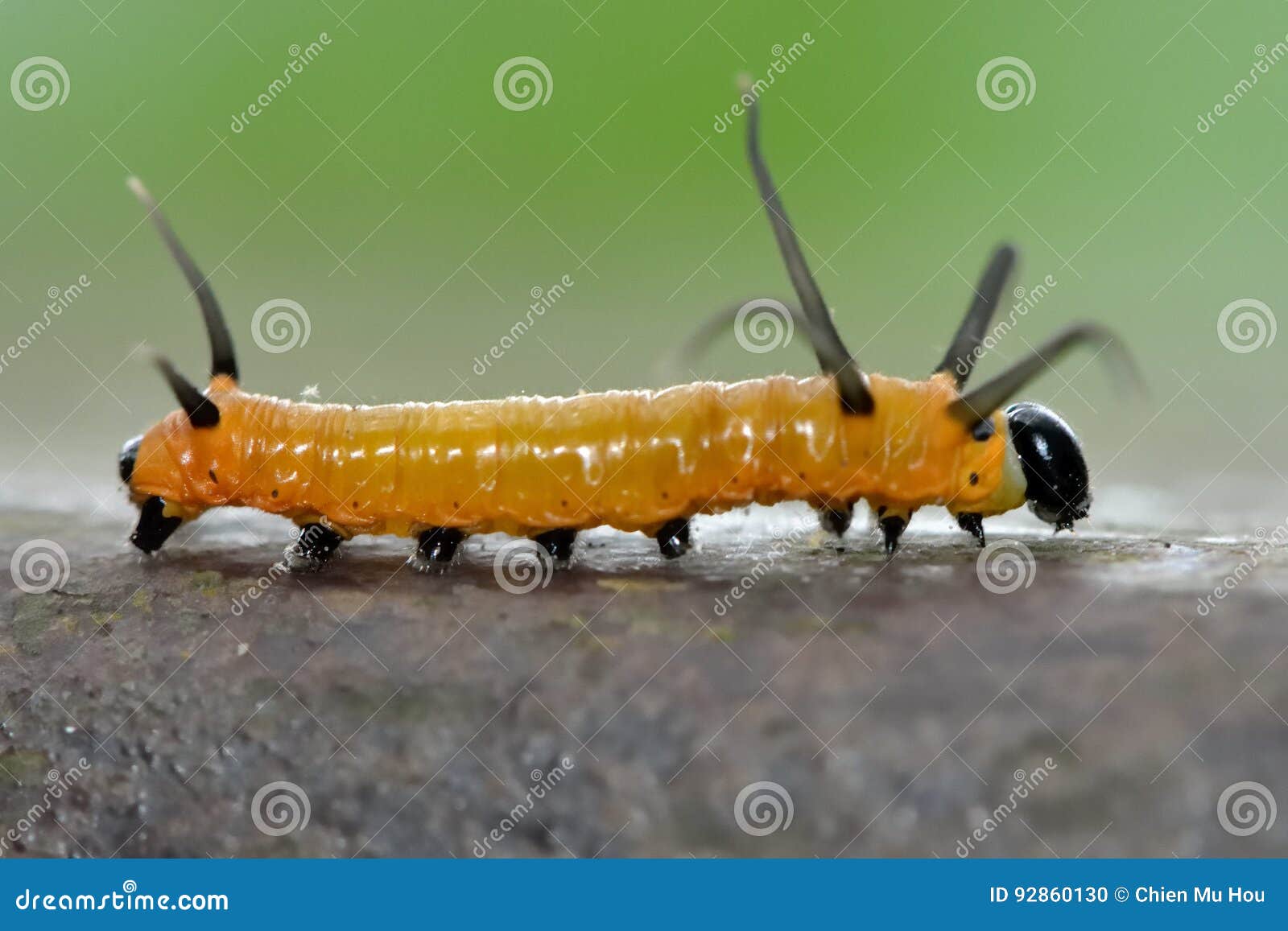 Larva de la mariposa foto de archivo. Imagen de planta - 92860130