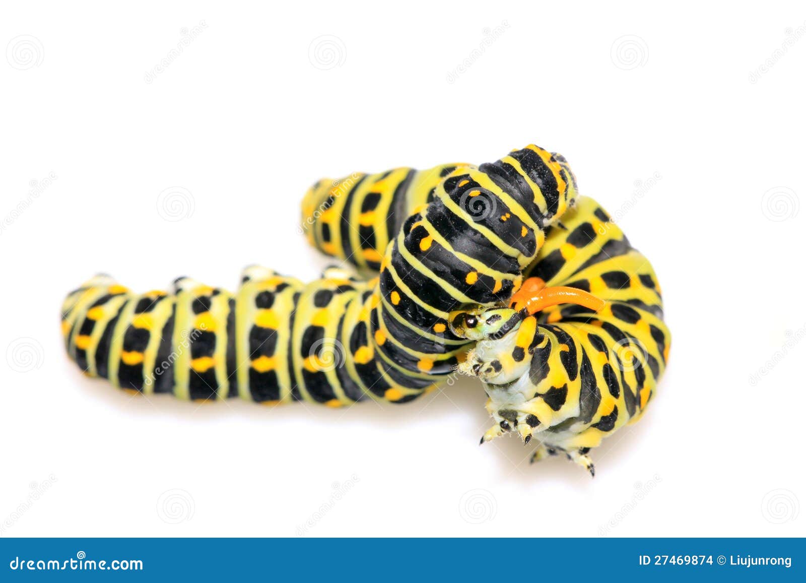 Larva De La Mariposa En Una Hoja Foto de archivo - Imagen de verde ...