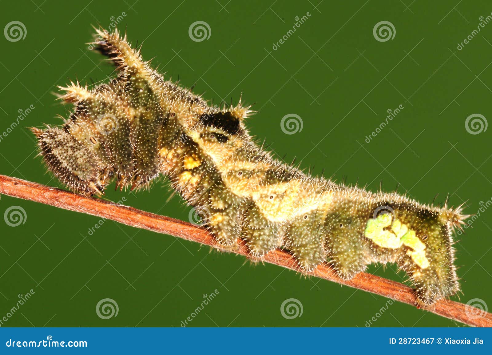 Larva De La Mariposa, Hylas De Neptis Imagen de archivo - Imagen de ...