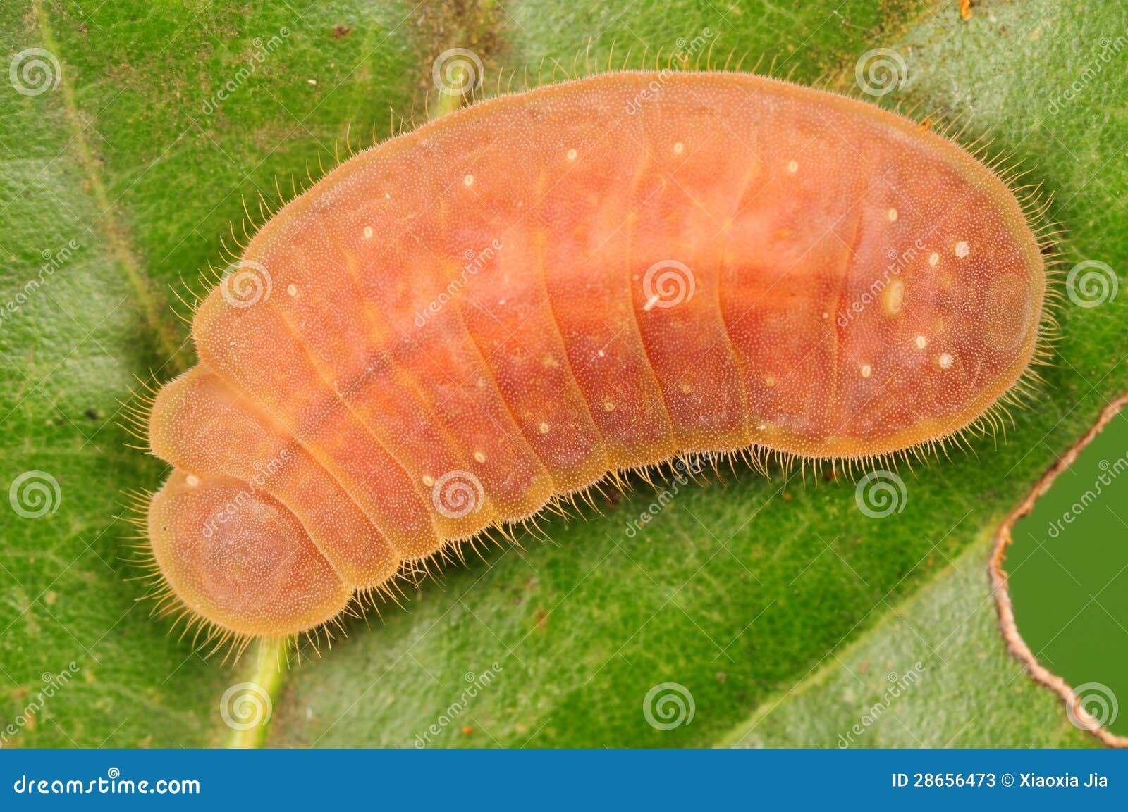 Larva De La Mariposa, Lycaenidae Imagen de archivo - Imagen de leopardo ...
