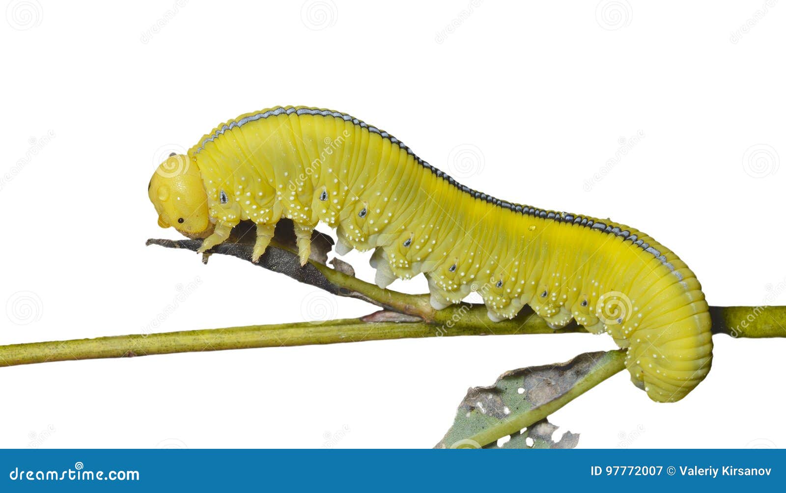Larva De La Mosca De Sierra 10 Imagen de archivo - Imagen de arrastre ...