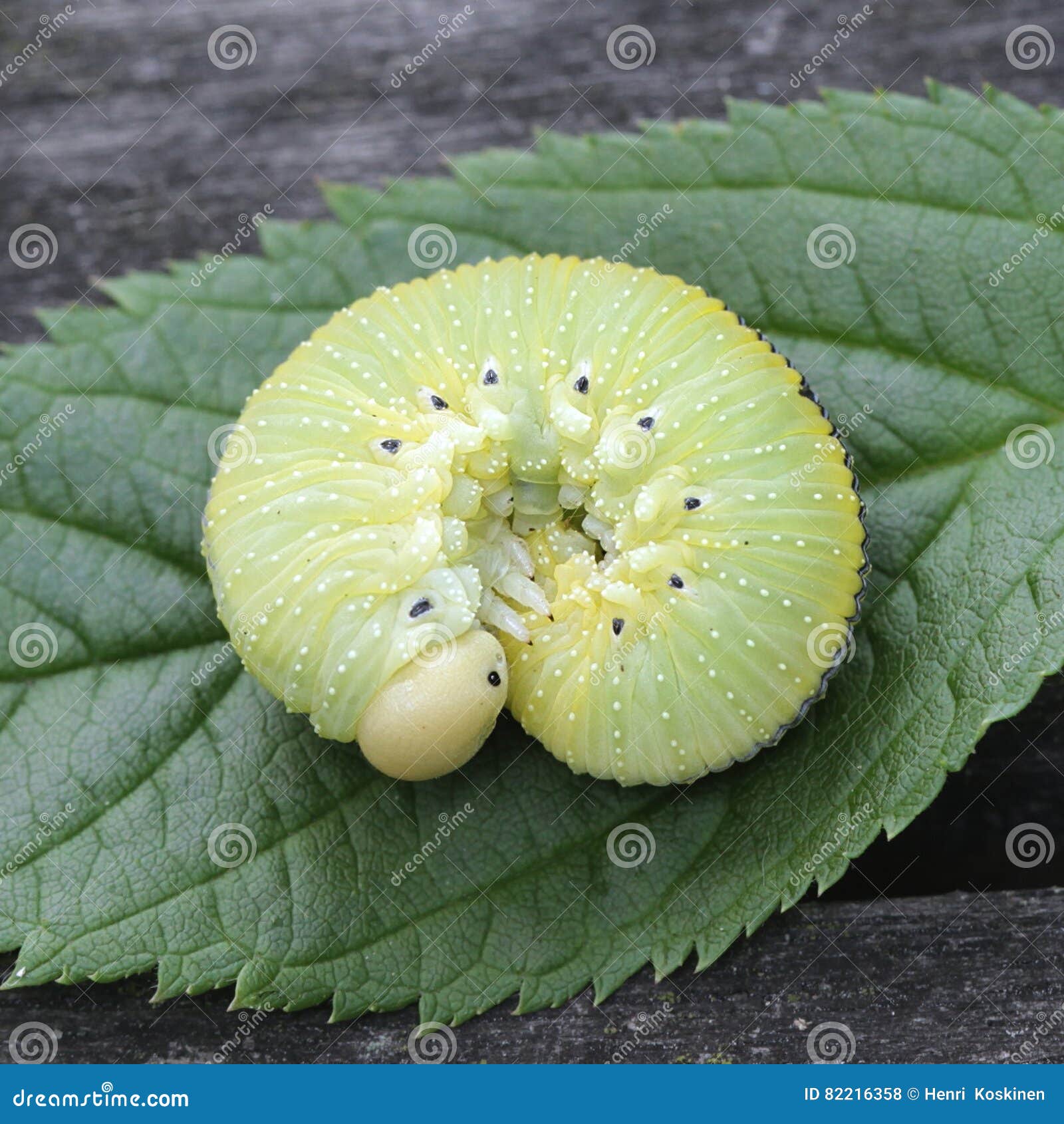 Larva De La Mosca De Sierra Del Abedul Foto de archivo - Imagen de ...