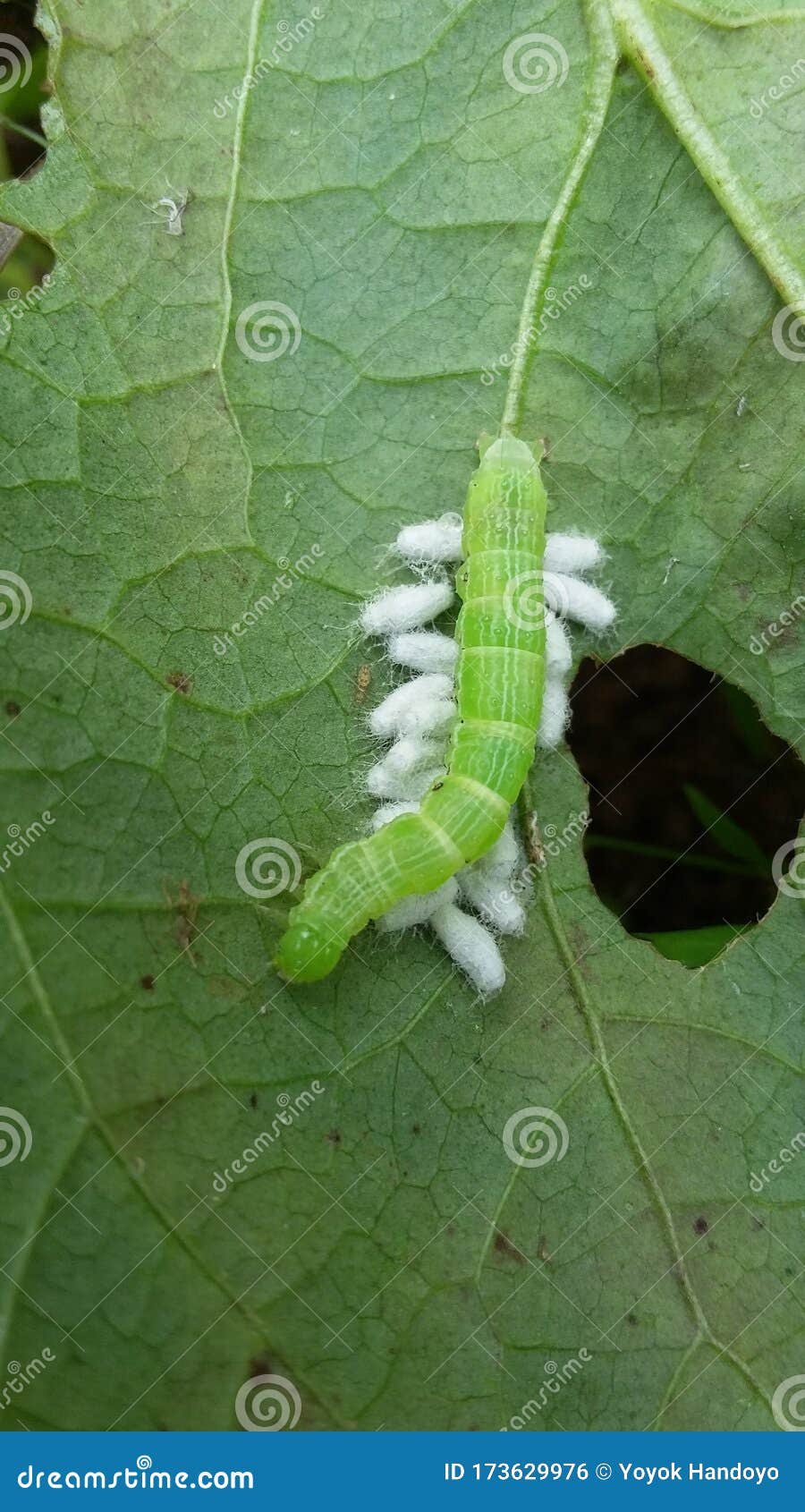 Larva de mariposa foto de archivo. Imagen de larva, chenille - 173629976