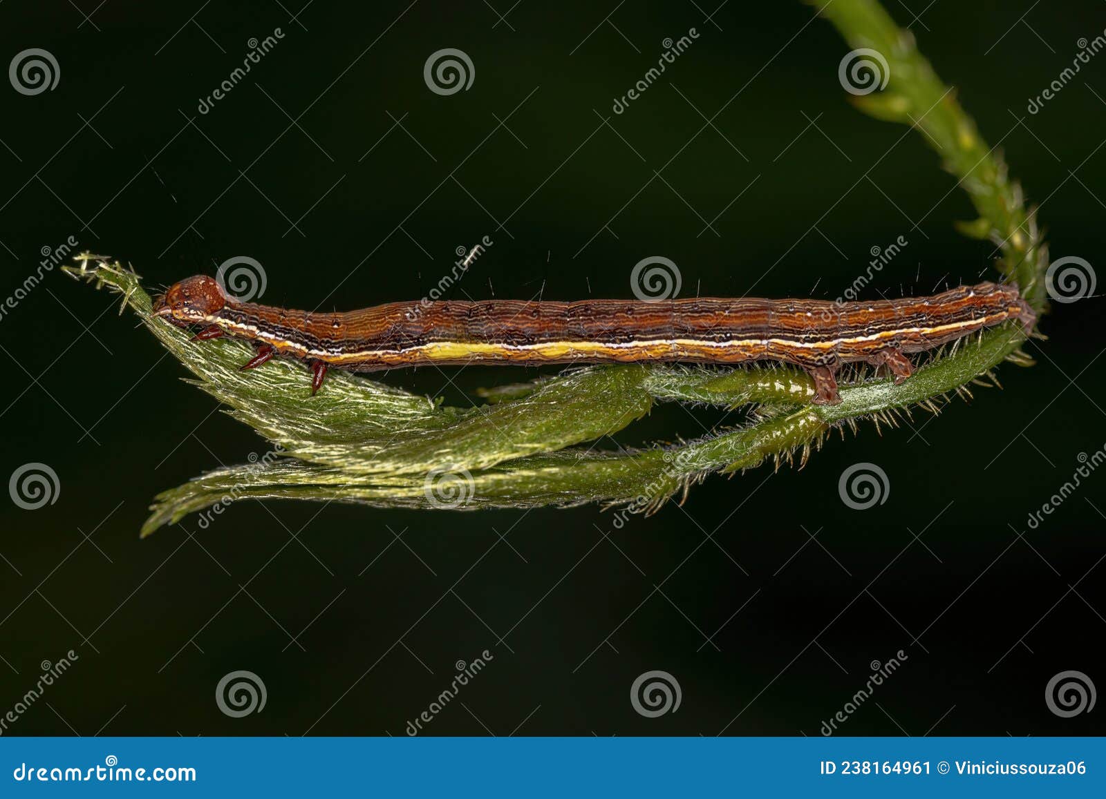 Larva de mariposa pequena imagem de stock. Imagem de pragas - 238164961