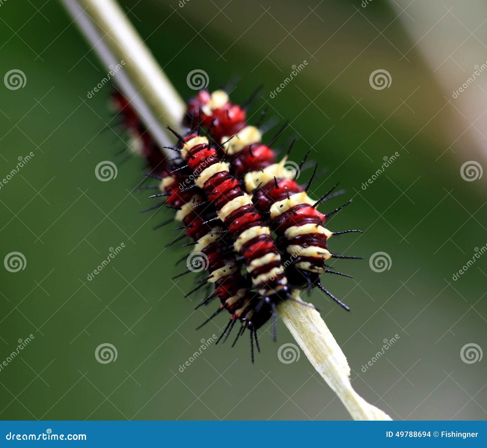 Larva de una mariposa foto de archivo. Imagen de vida - 49788694