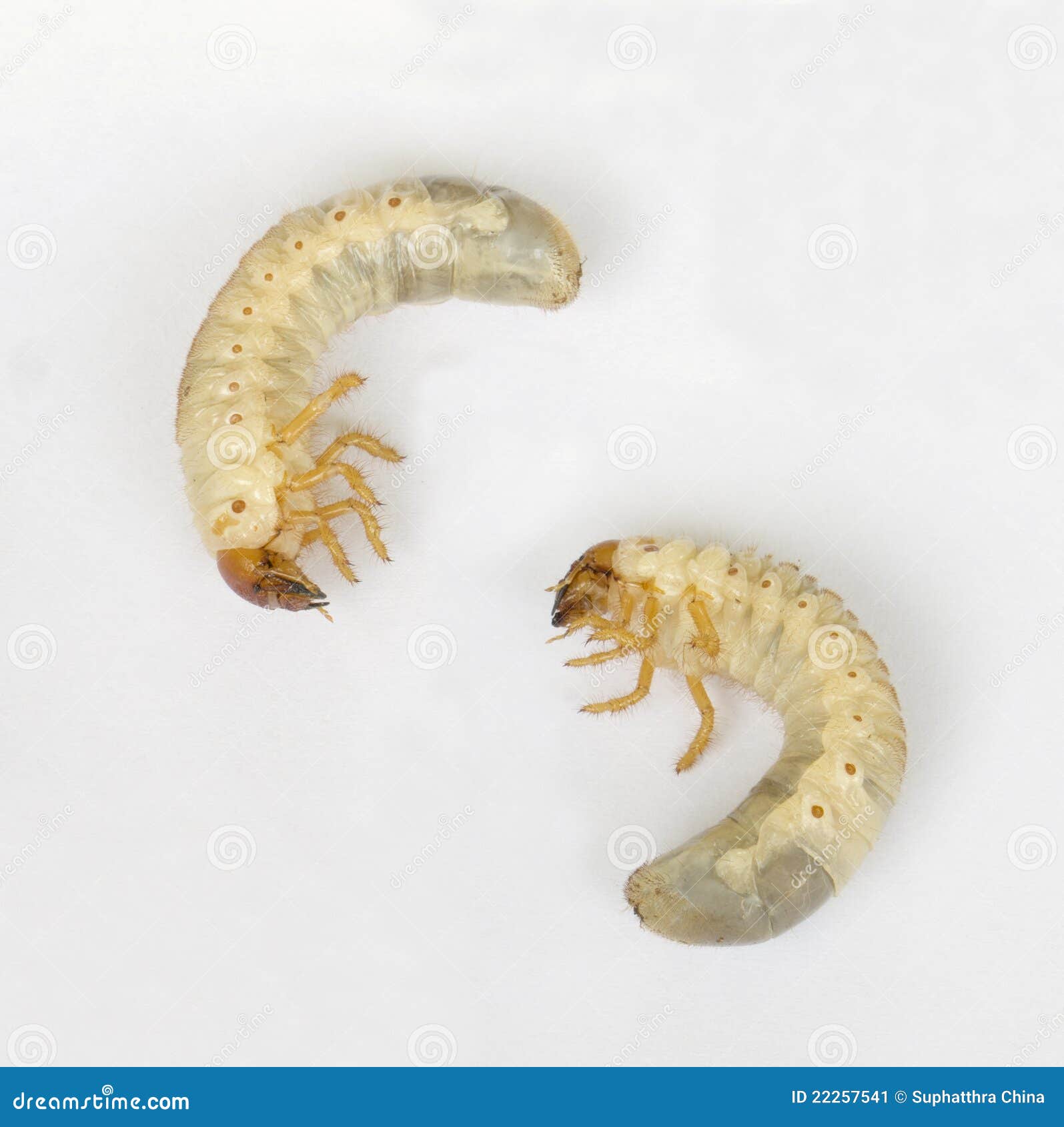 Larva della cicala immagine stock. Immagine di alimento - 22257541