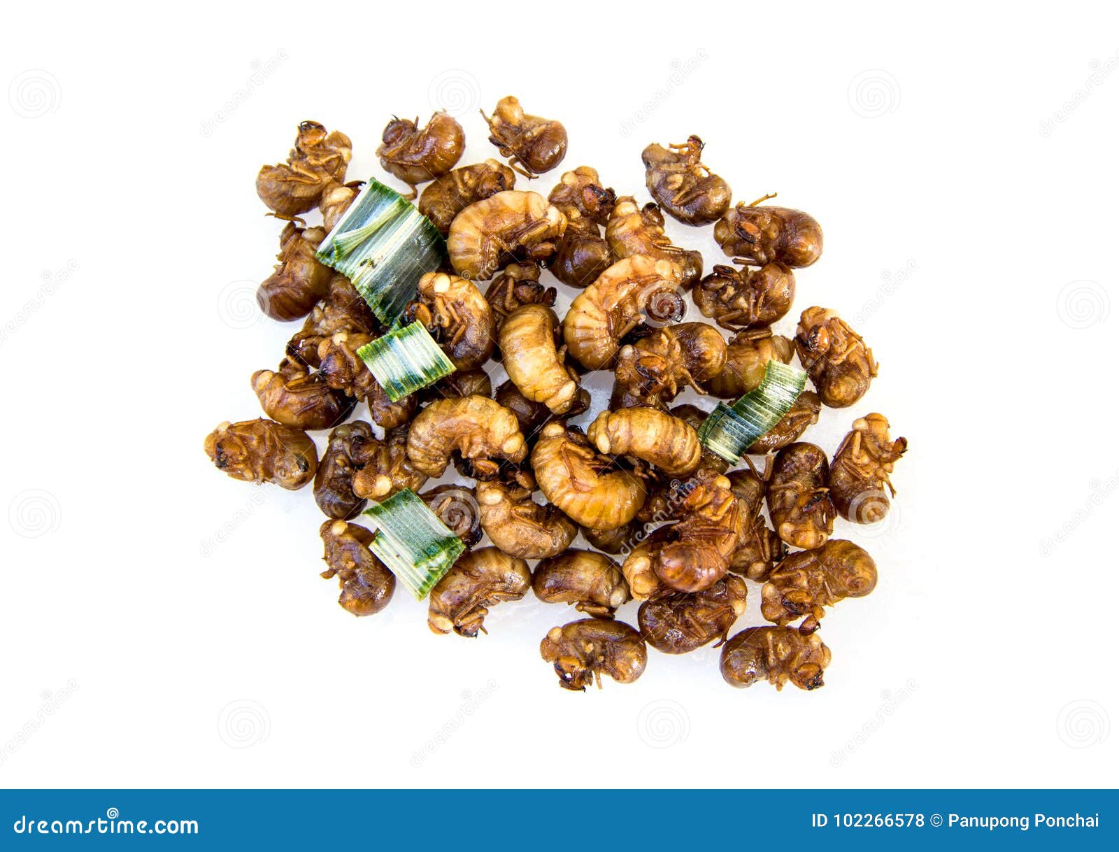 Larva Della Cicala Arrostita Fotografia Stock - Immagine di marrone ...