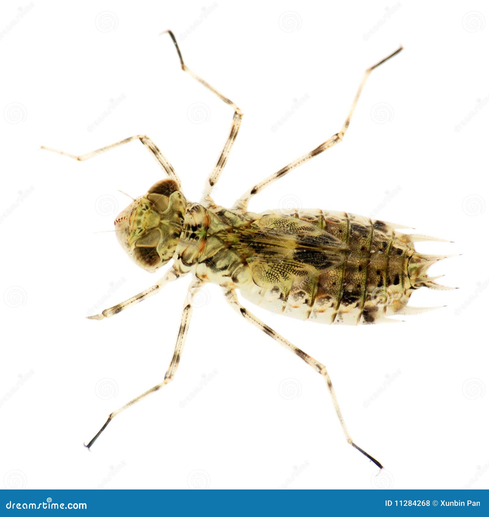 Larva della libellula fotografia stock. Immagine di verde - 11284268