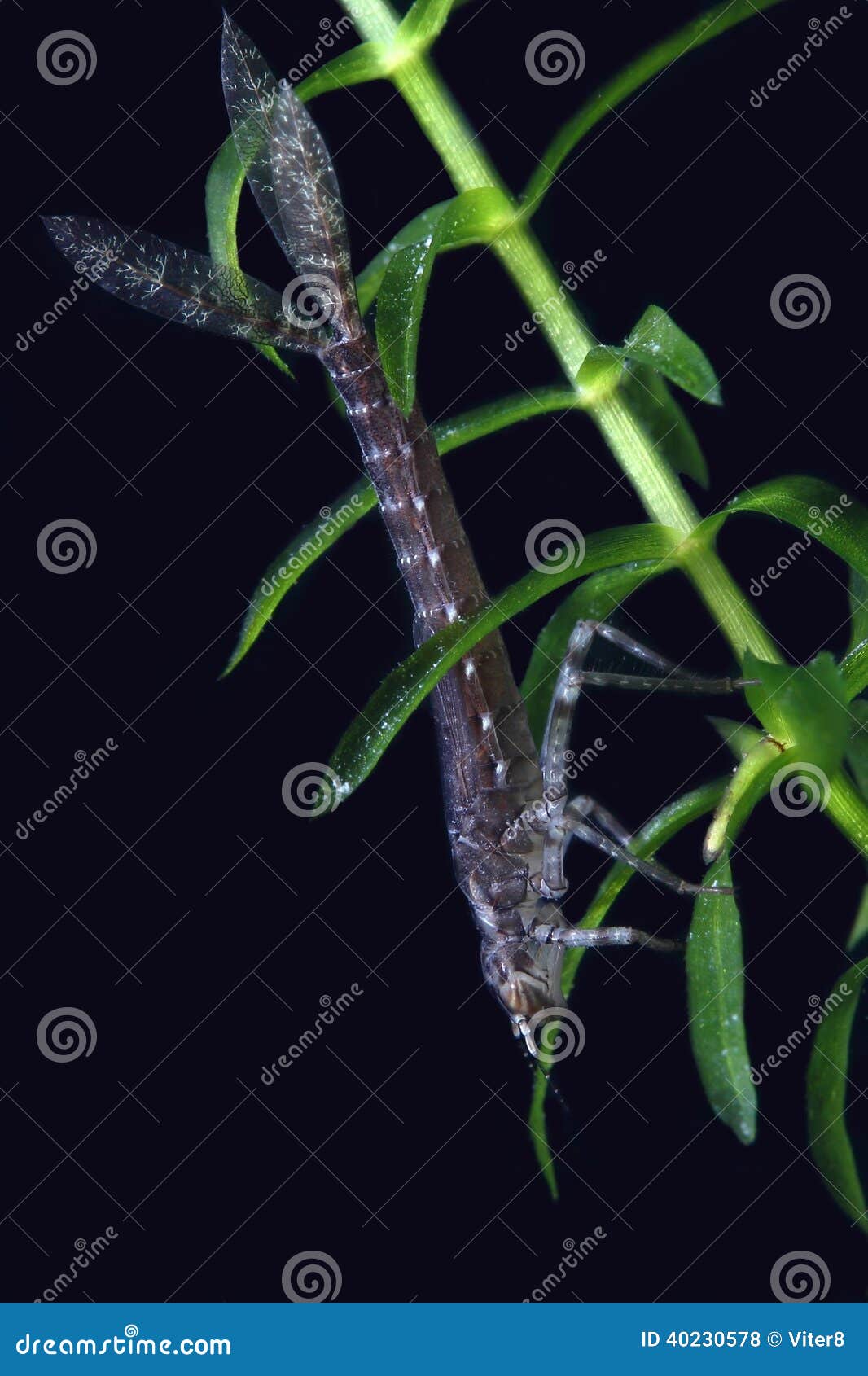 Larva della libellula fotografia stock. Immagine di larva - 40230578