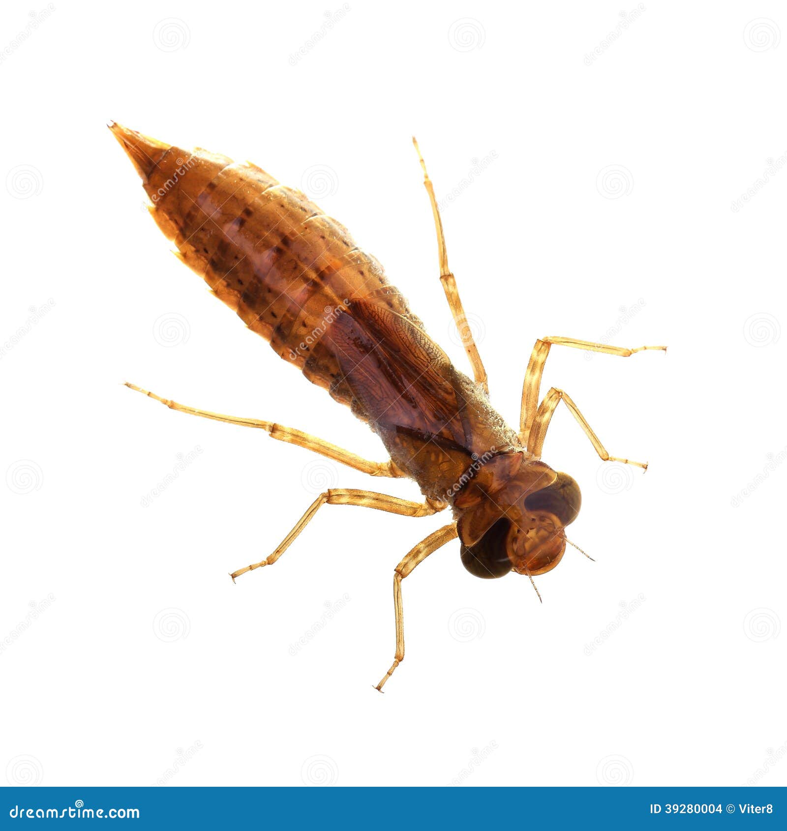 Larva Della Libellula Isolata Su Bianco Fotografia Stock - Immagine di ...