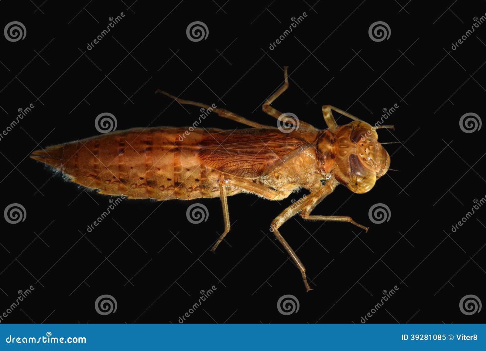 Larva Della Libellula Isolata Sul Nero Immagine Stock - Immagine di ...