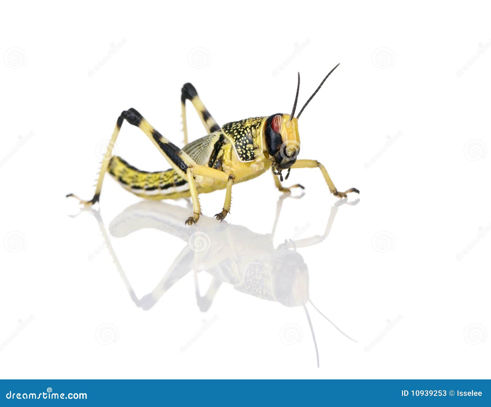 Desert Locust 2 Royalty-Free Stock Photography | CartoonDealer.com ...