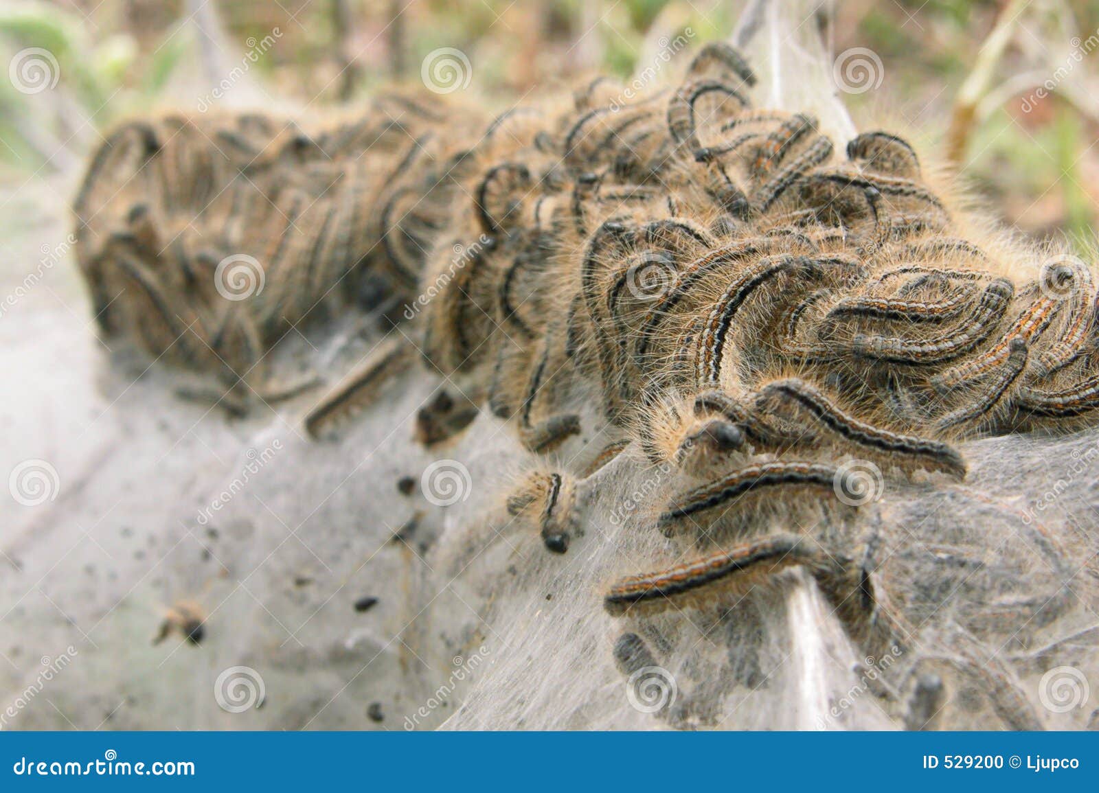 Larva di seta fotografia stock. Immagine di domestico, isolato - 529200