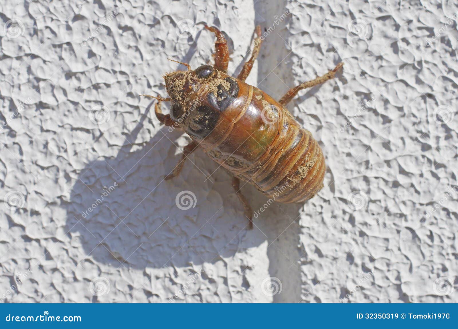 Larva di una cicala immagine stock. Immagine di estate - 32350319