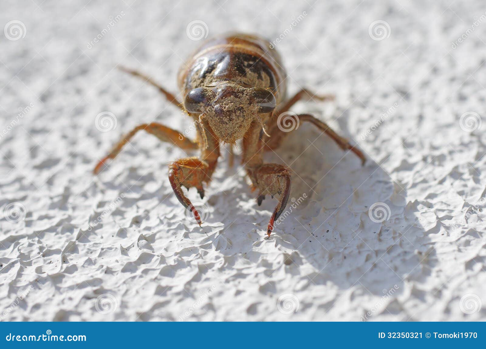 Larva di una cicala immagine stock. Immagine di chiusura - 32350321