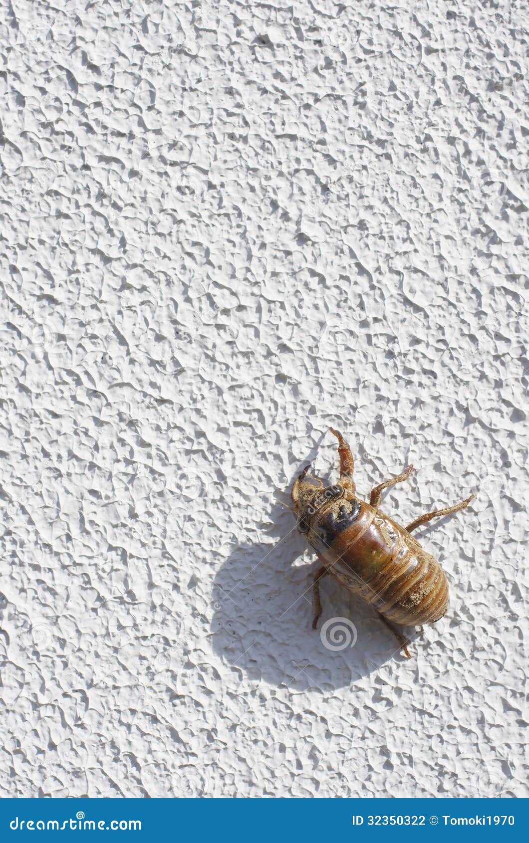 Larva di una cicala fotografia stock. Immagine di artropodo - 32350322