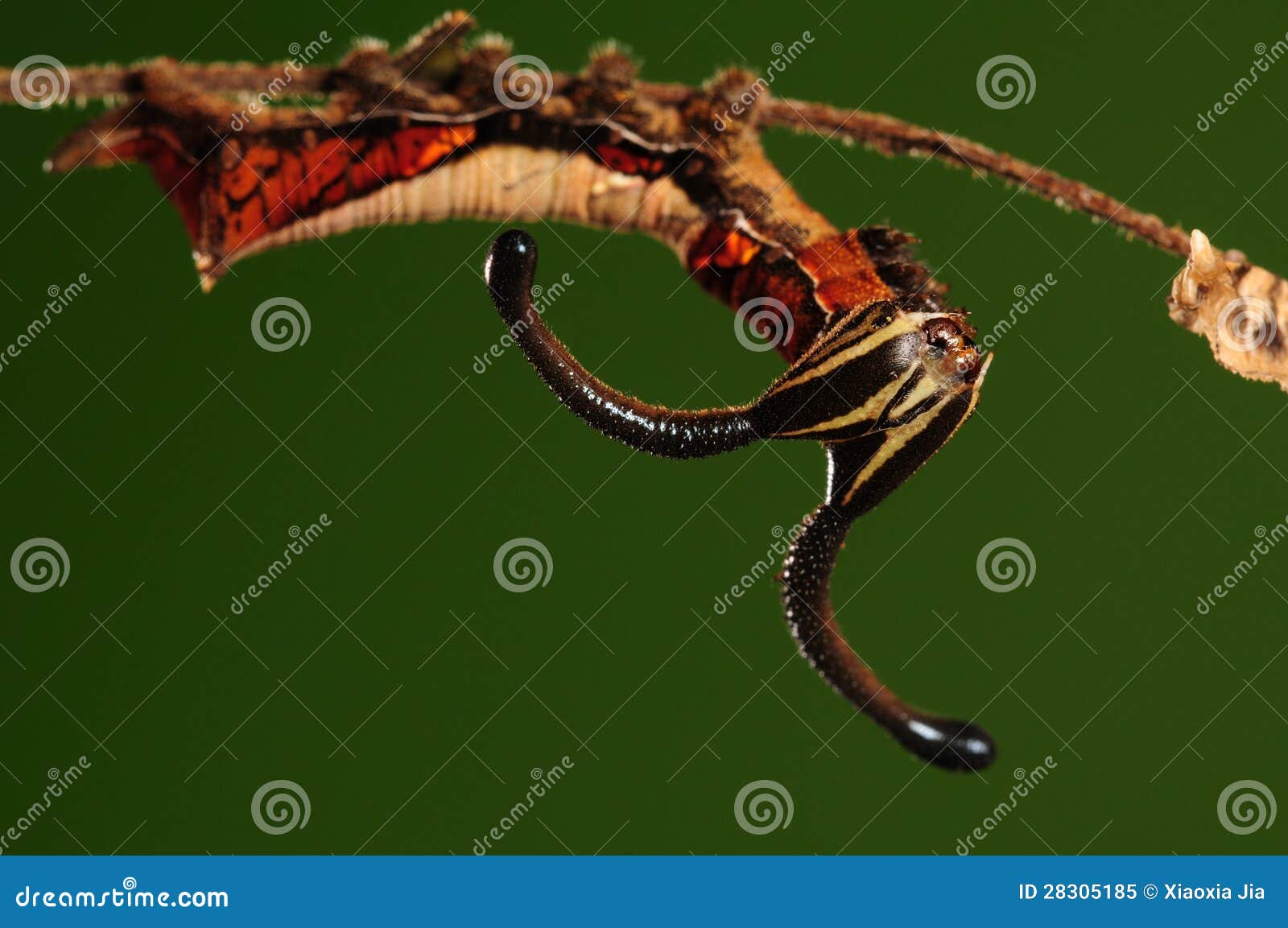 Leaf Tailed Gecko With Flying Fox Wings