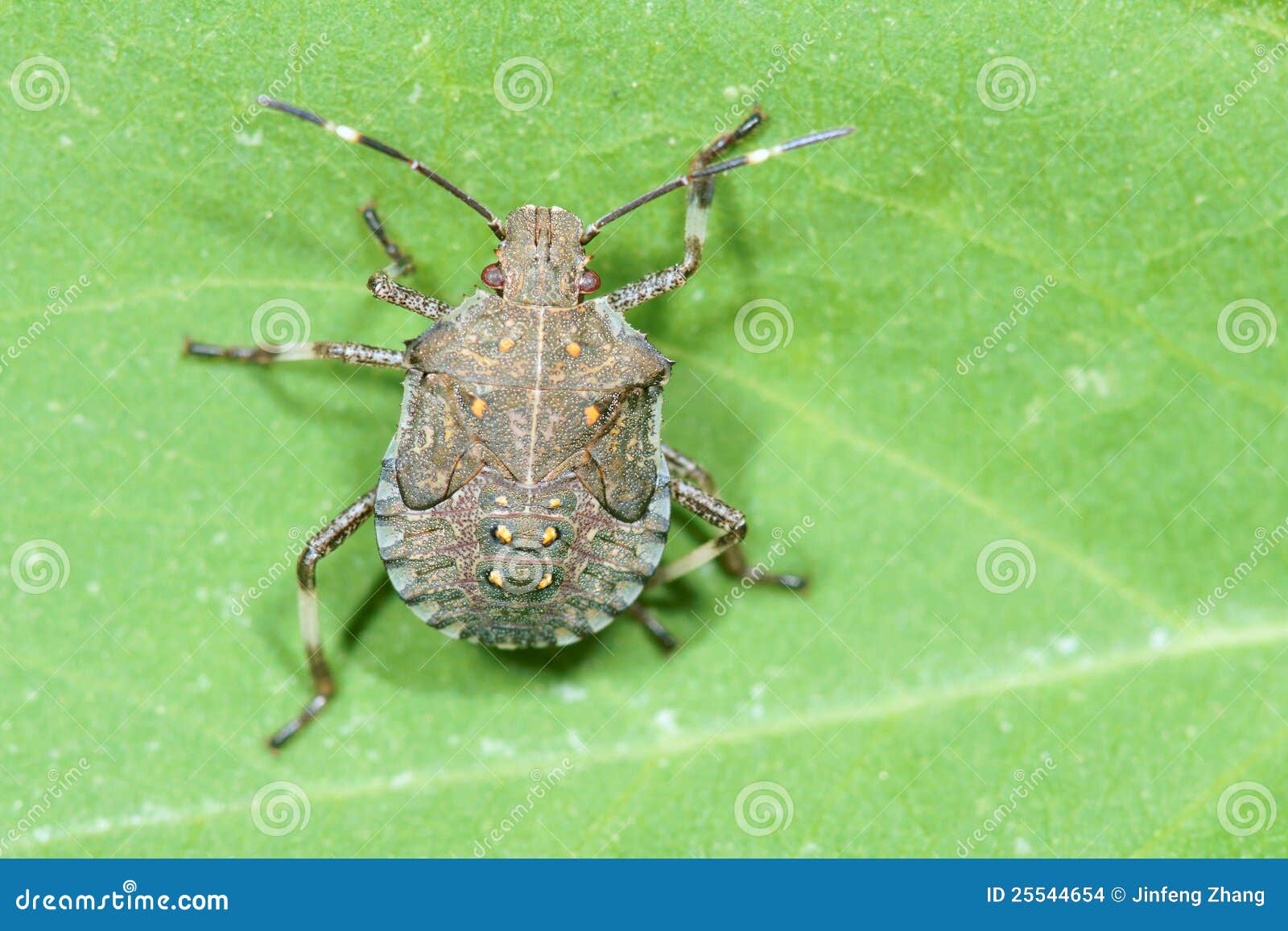 Larva Do Percevejo Fedorento Foto de Stock - Imagem de inseto ...