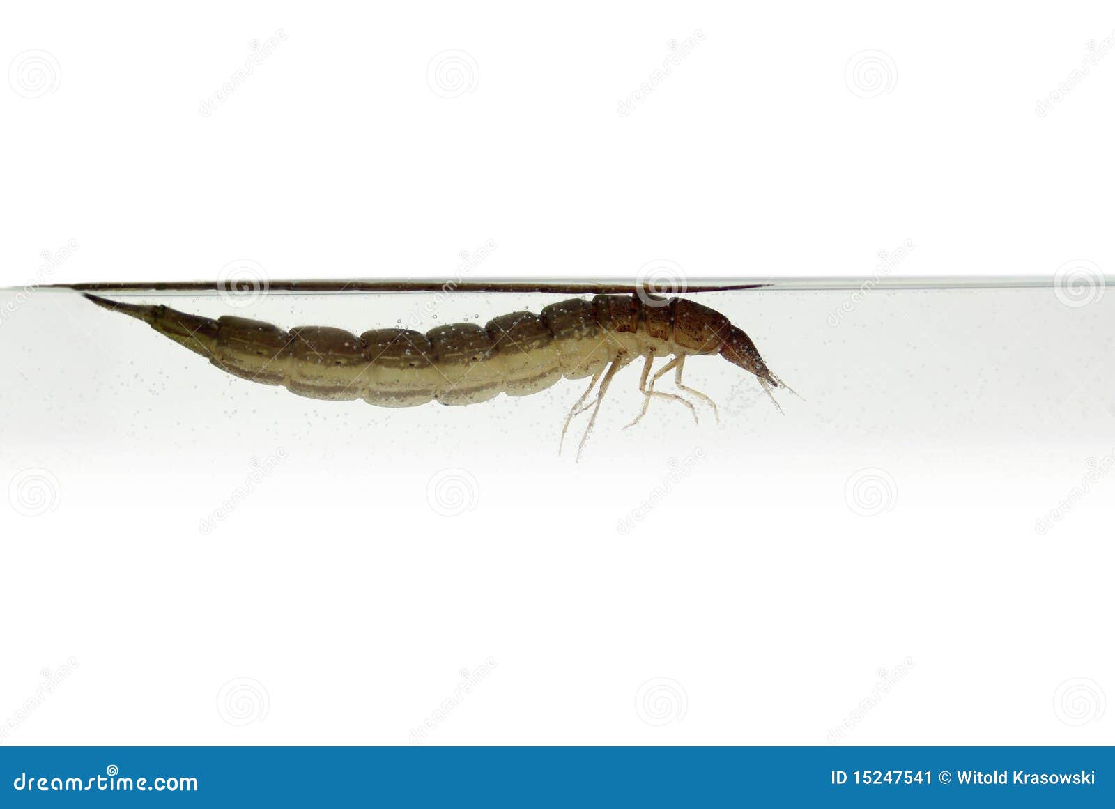 Larva of dragon-fly stock image. Image of macro, swimming - 15247541