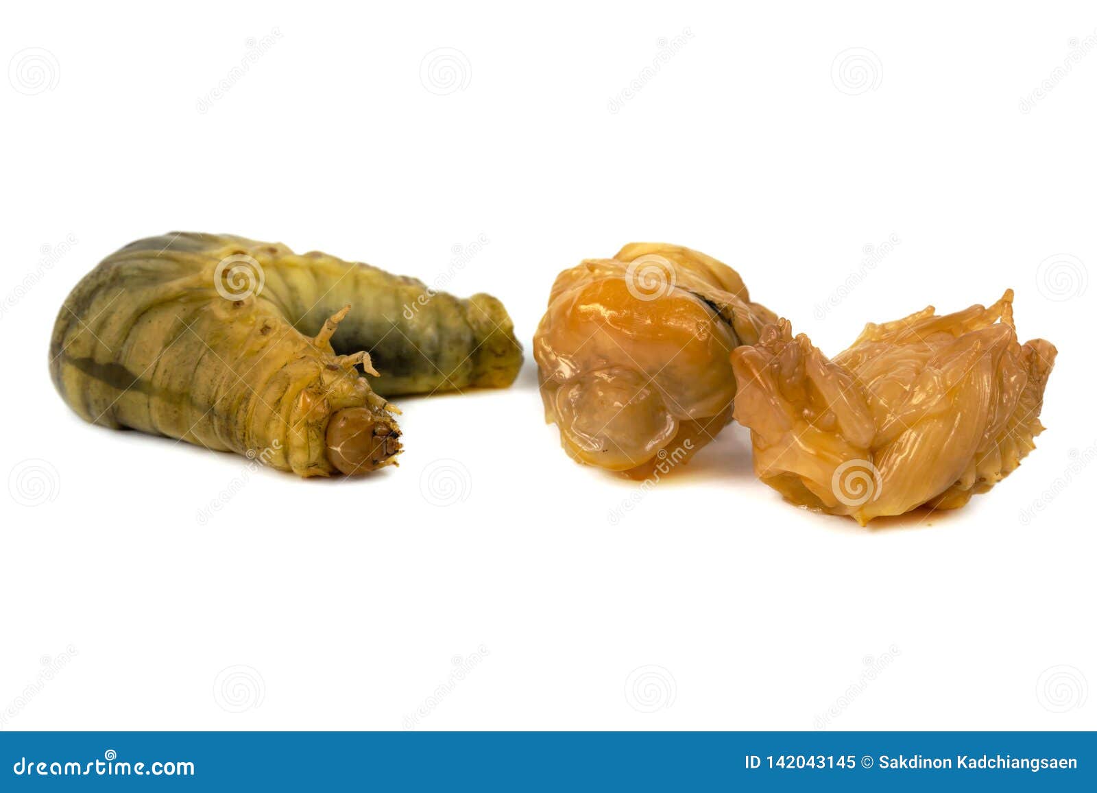 Larva of dung beetle stock image. Image of isolate, bucephalus - 142043145