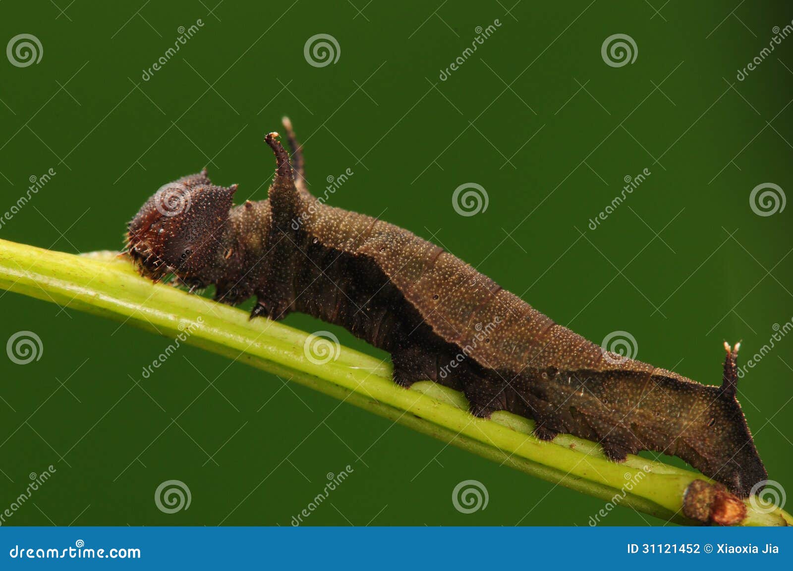 Larva En La Ramita, Miah De Neptis Foto de archivo - Imagen de fondo ...