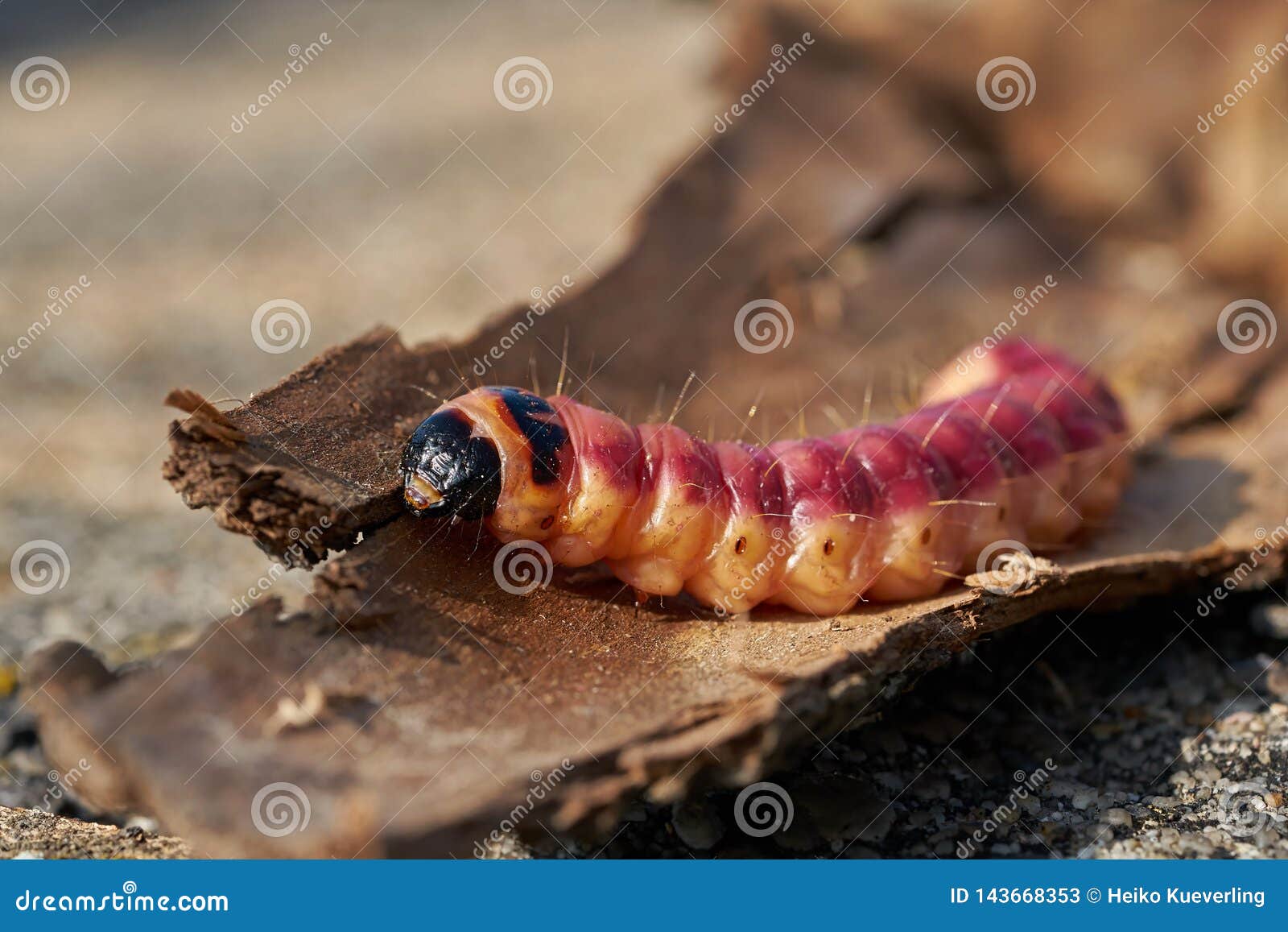 Larva of a Goat Moth on the Bark of a Tree Stock Image - Image of ...